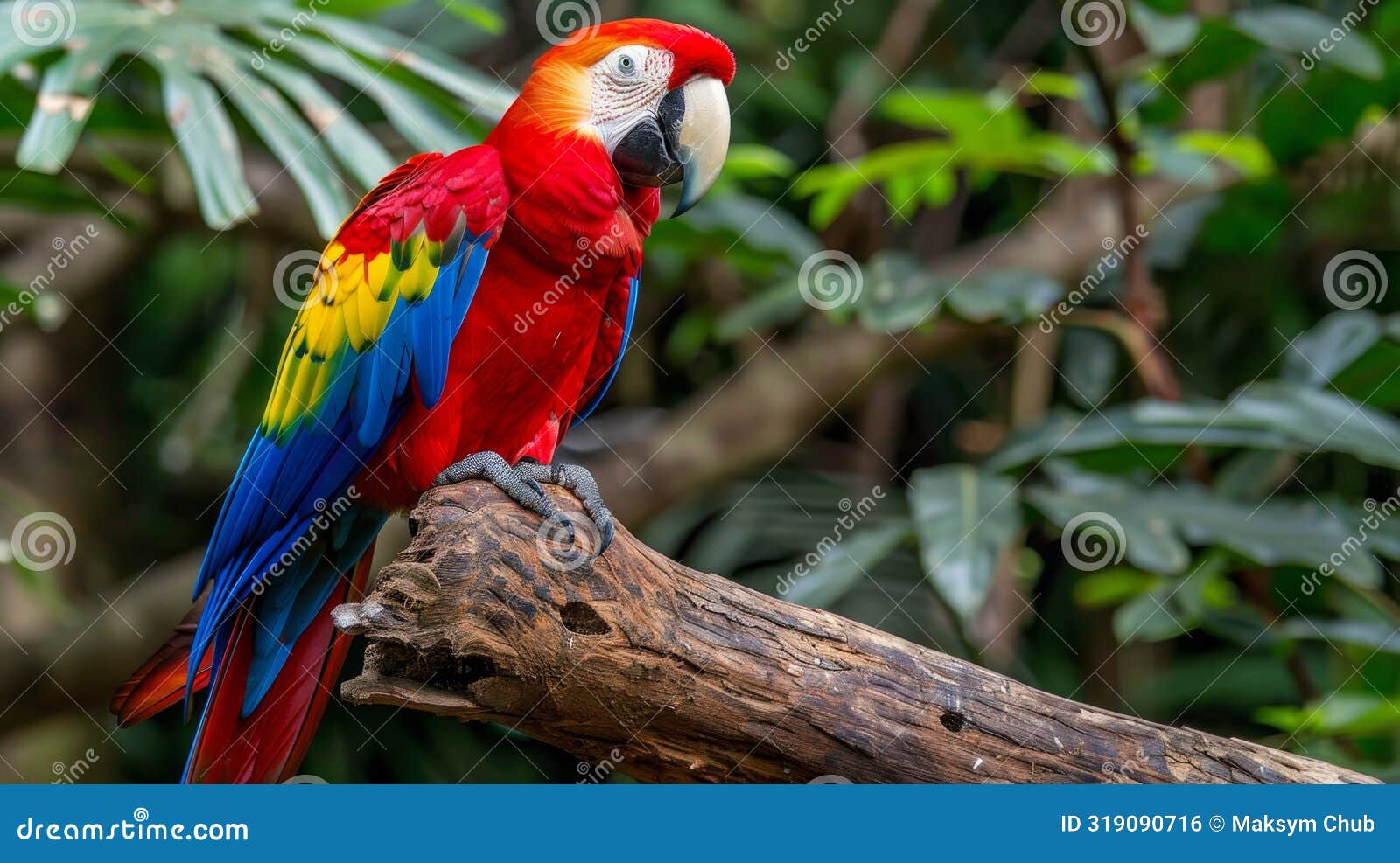 Intelligent Parrot Learning New Words during Vocabulary Training in Its ...