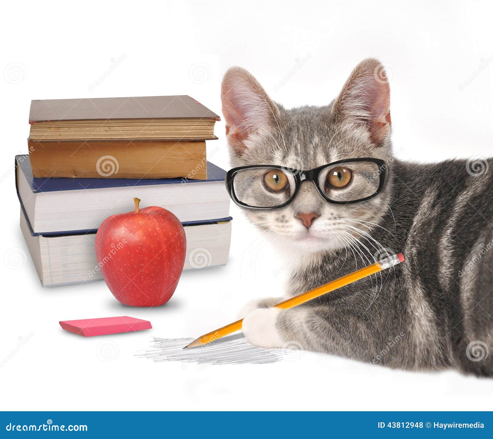 Intelligente Cat Writing Mit Büchern Auf Weiß Stockfoto - Bild von ...