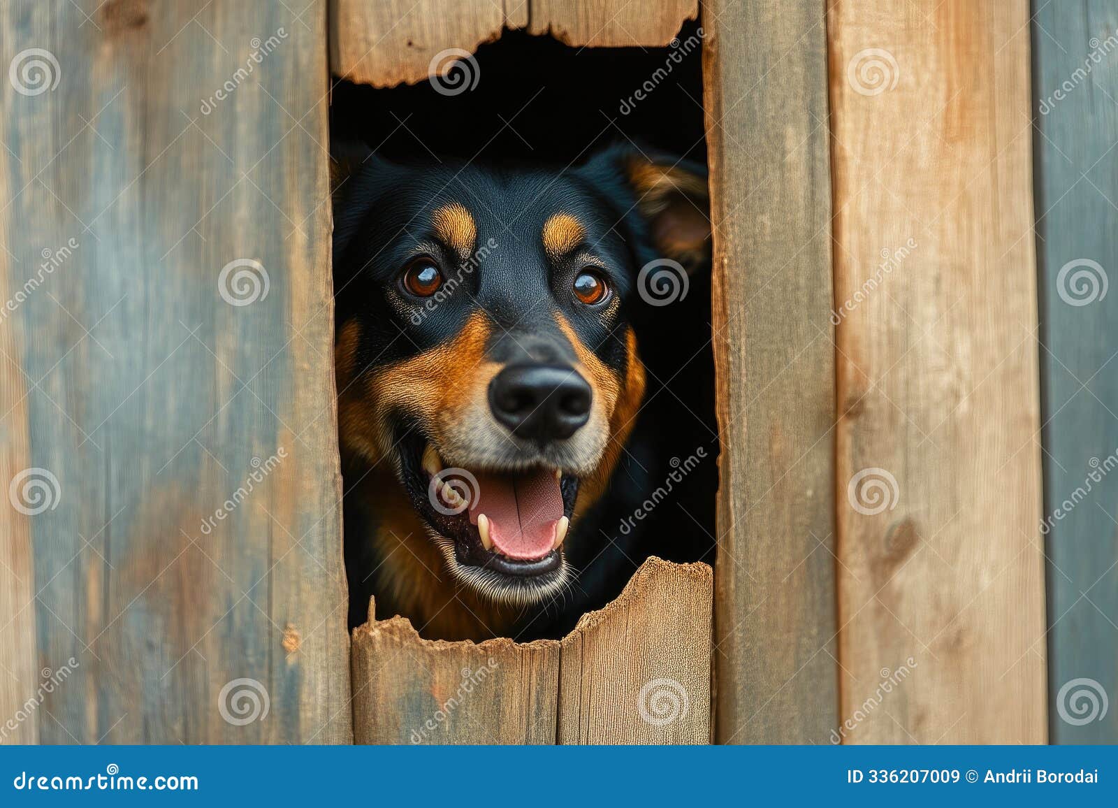 Intense Barking Dog Visible through Fence. Stock Illustration ...