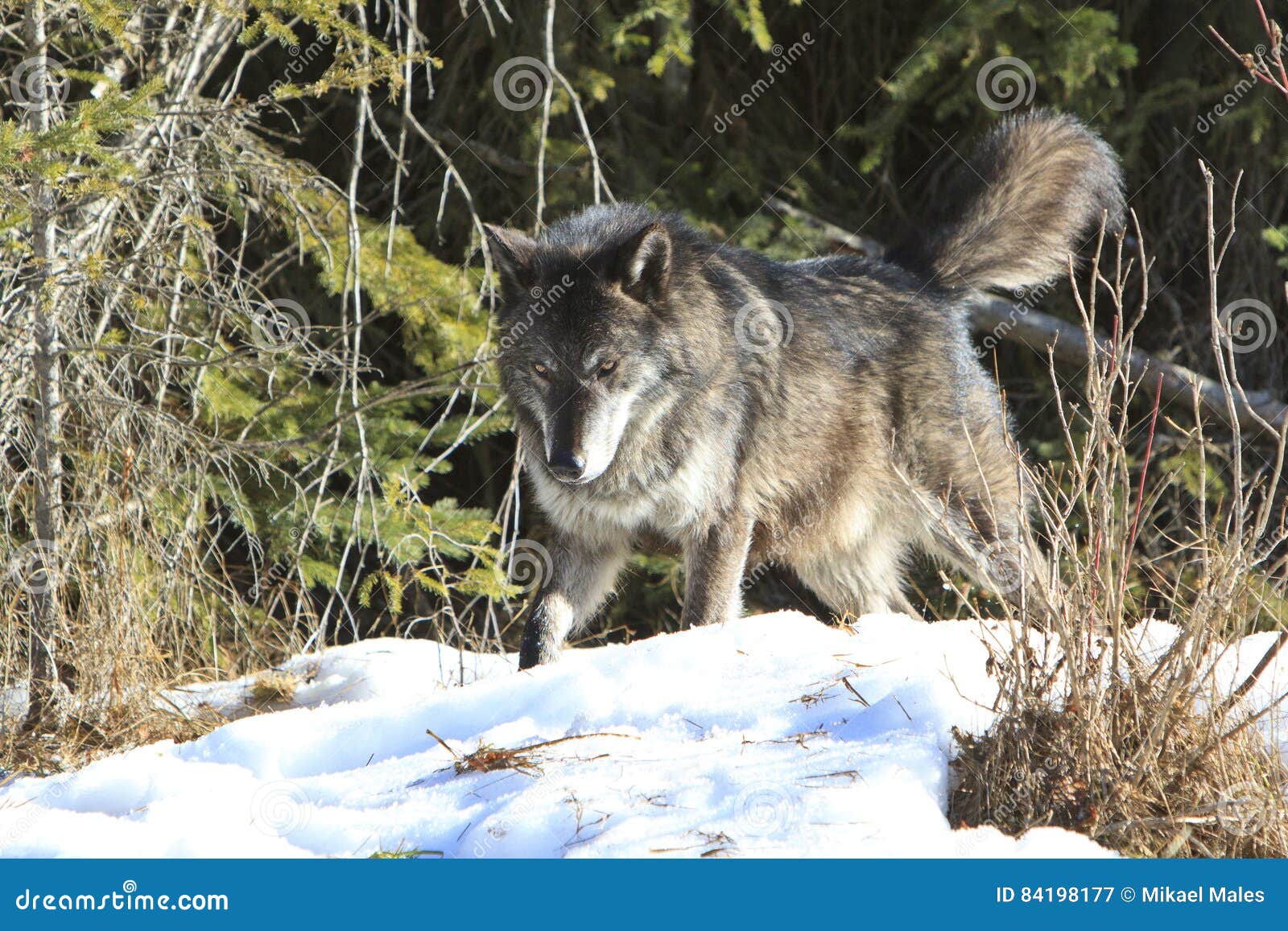 Intense black wolf stock image. Image of hairs, jaws - 84198177