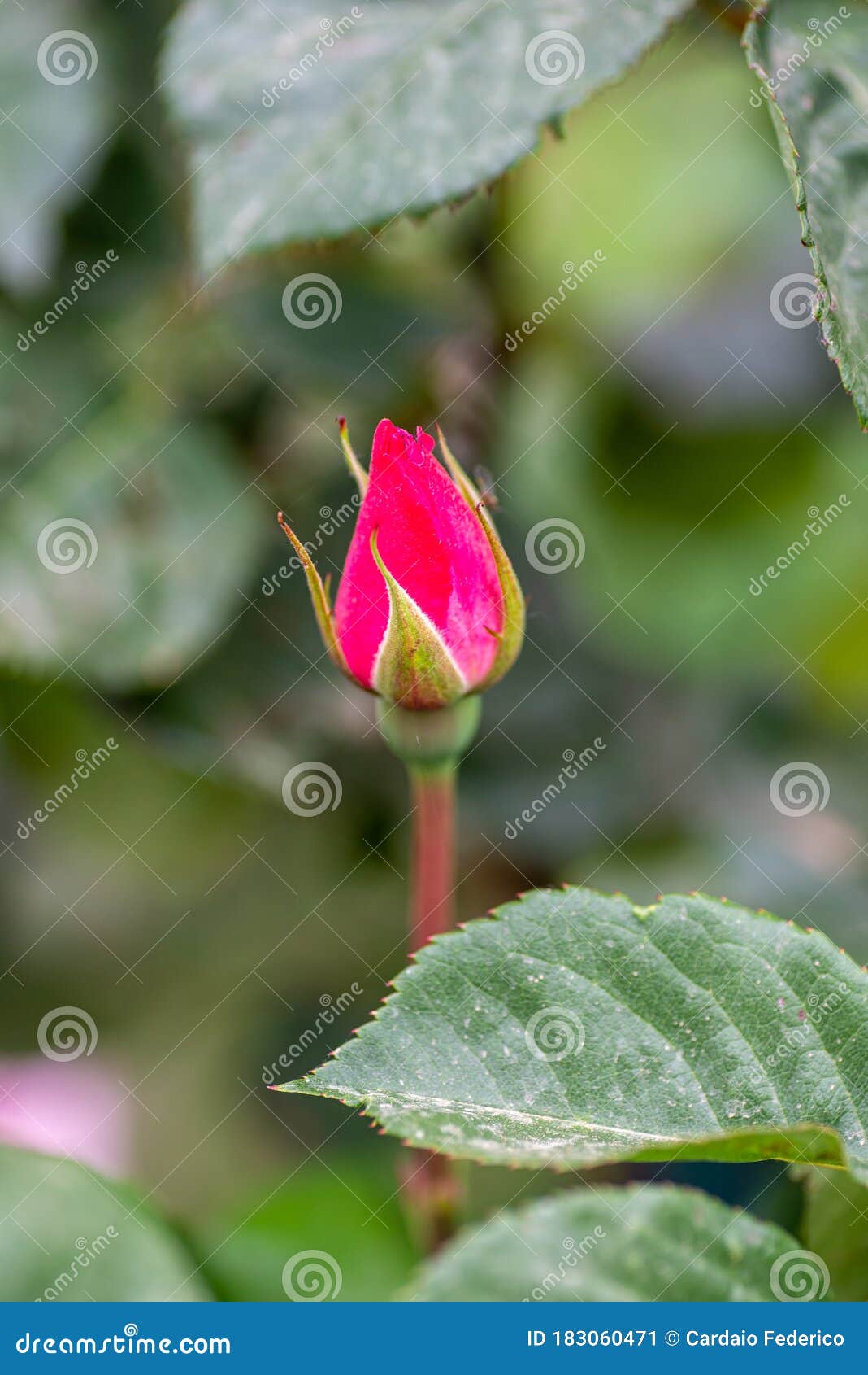 Intense color rose bud stock image. Image of bouquet - 183060471