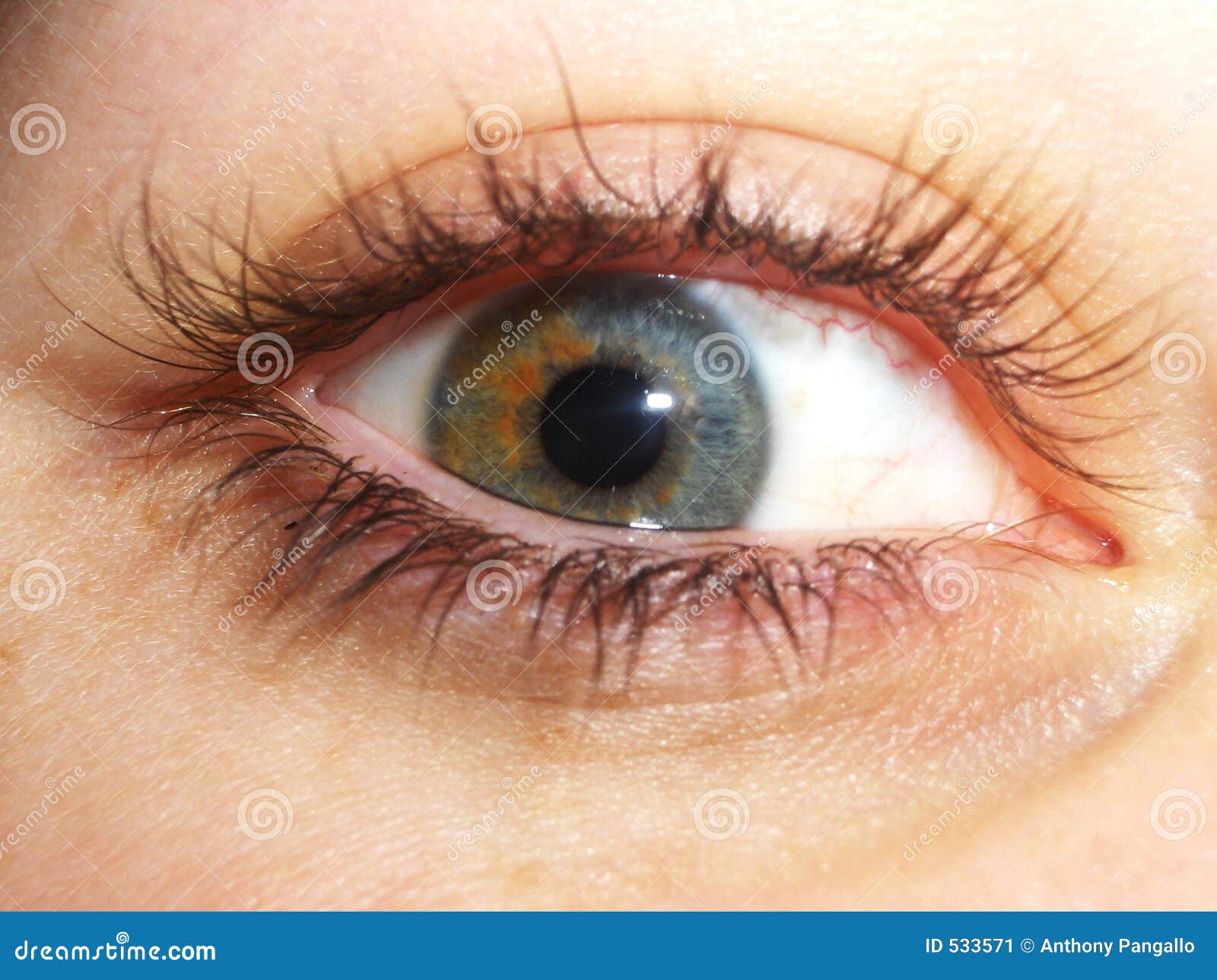 Intense eye stock image. Image of eyes, cool, intense, beautiful - 533571