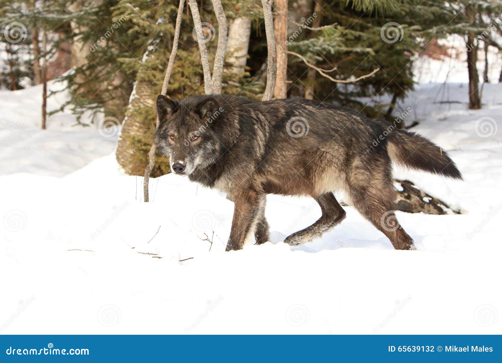 Intense Eyes of Black Timber Wolf Stock Photo - Image of north, mikael ...