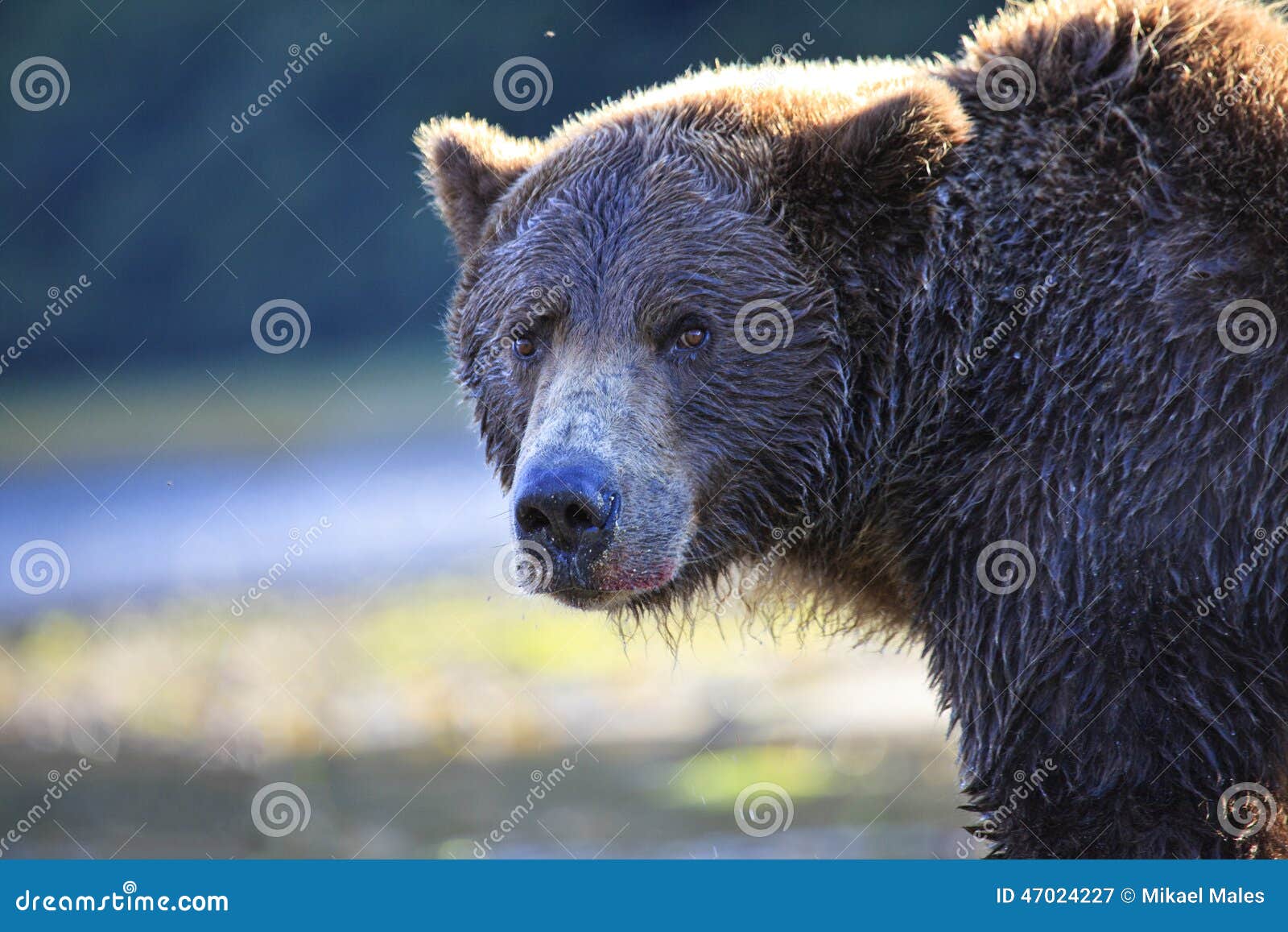 Intense Eyes of a Brown Bear Stock Image - Image of bears, looking ...