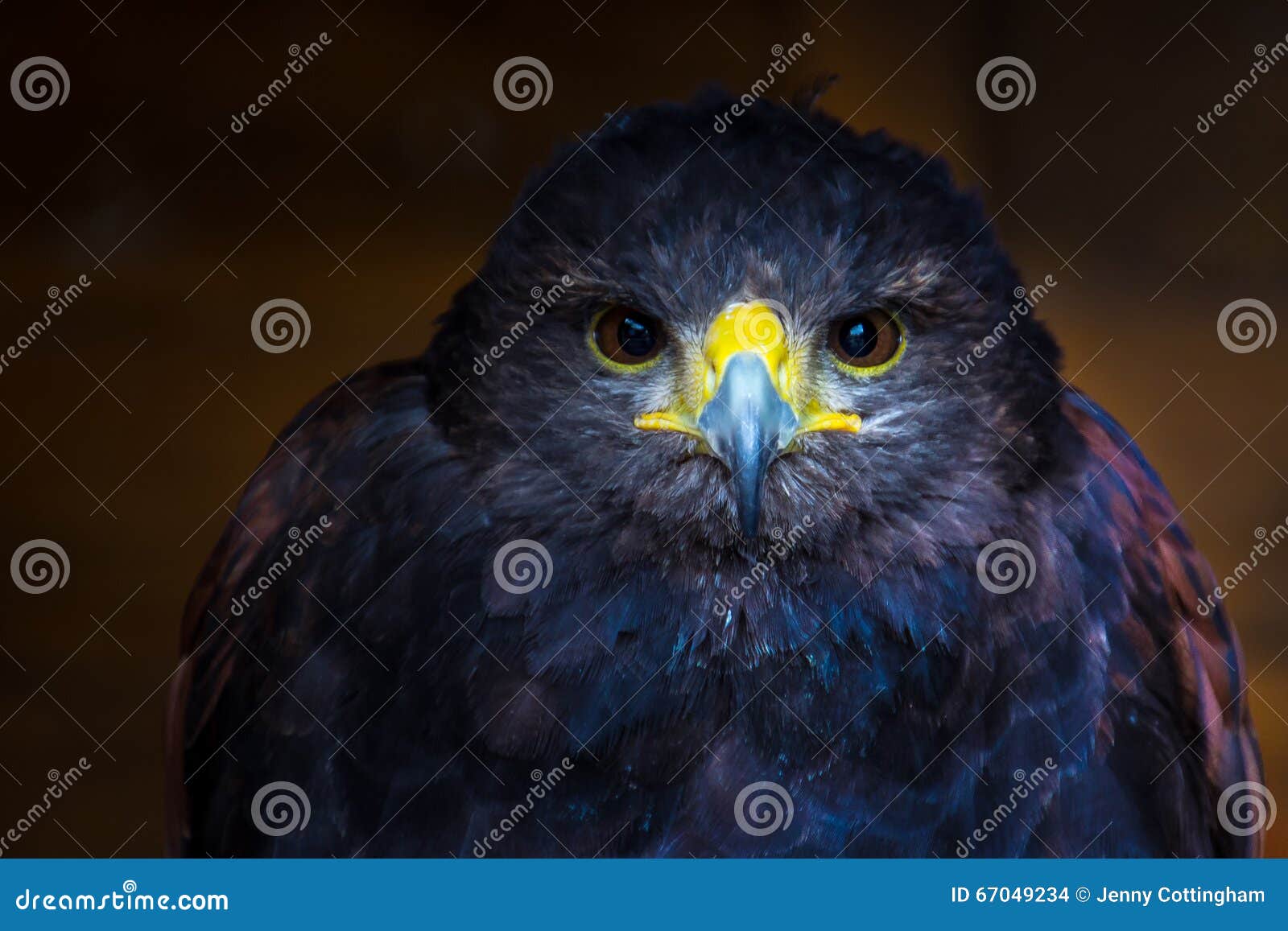 Intense faced raptor, stock photo. Image of nature, predator - 67049234