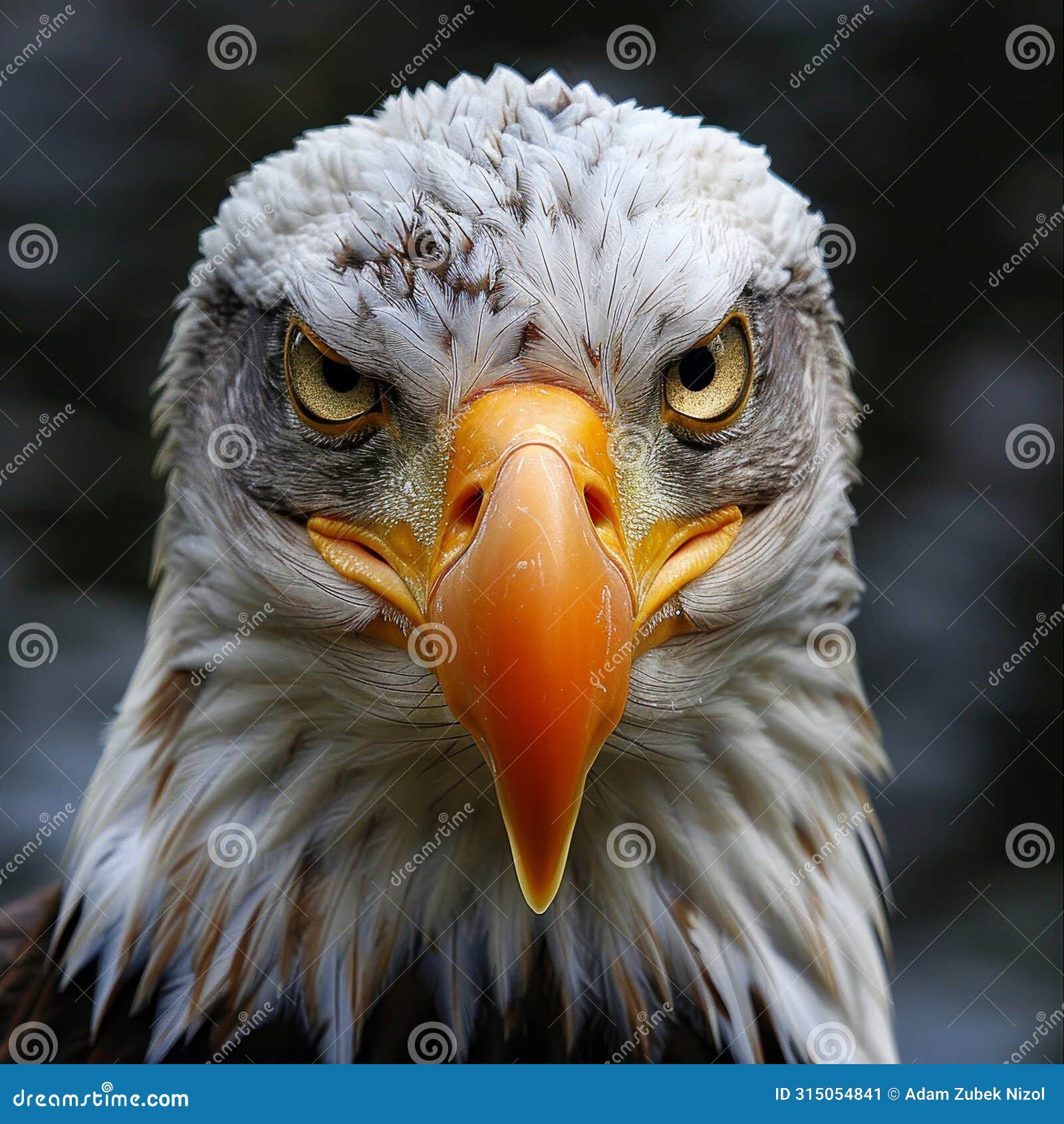 Intense Eagle Head Silhouette Vector | CartoonDealer.com #317257749