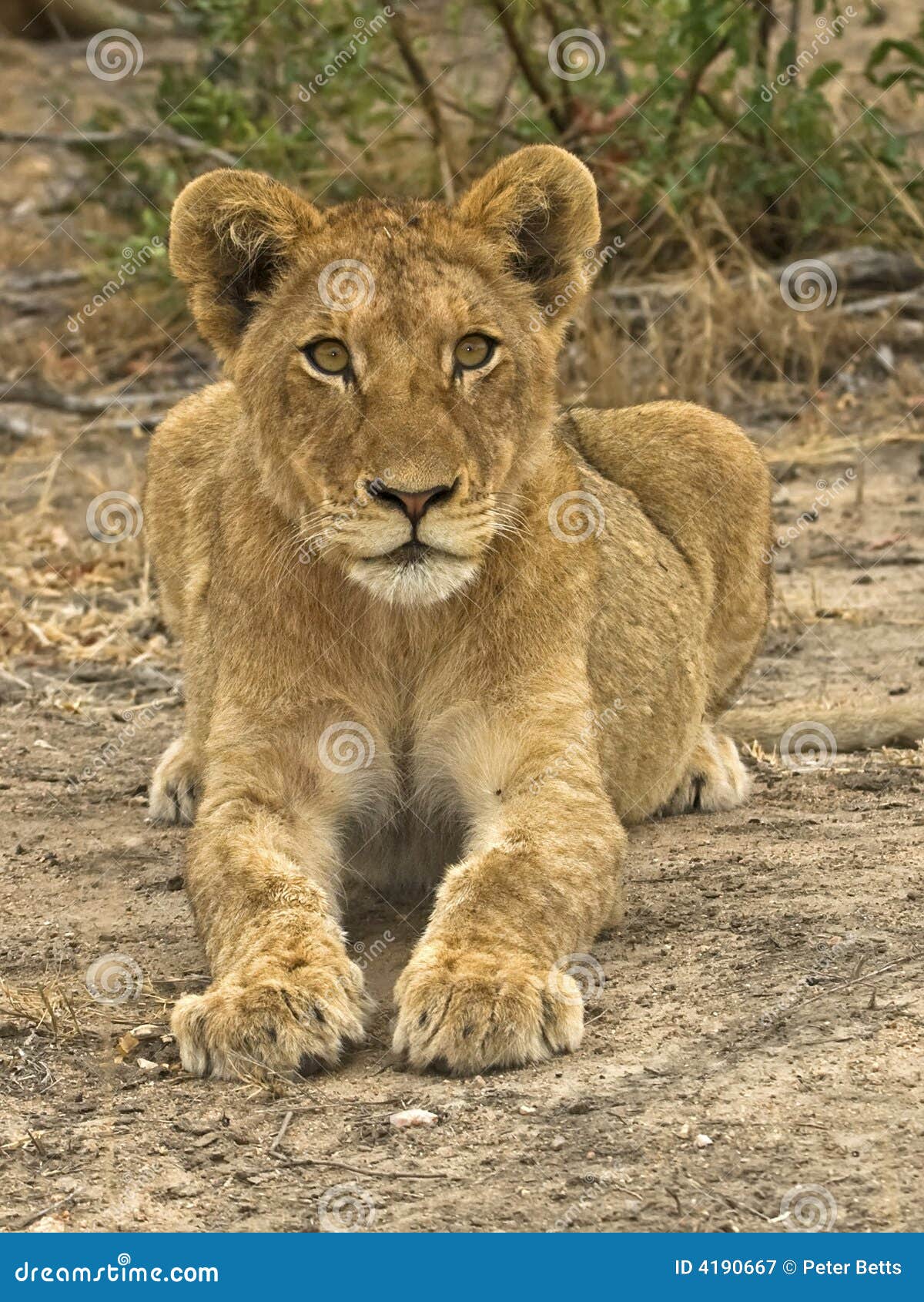 Intense Lion Stare stock image. Image of concentration - 4190667