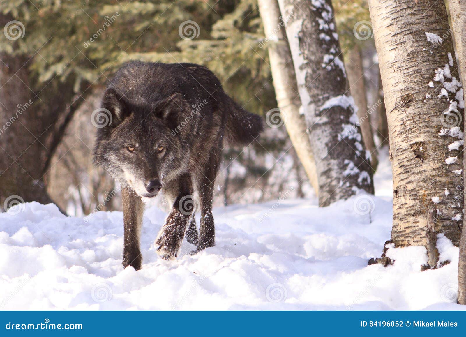 Intense Looking Black Timber Wolf Hunting Stock Photo - Image of ...