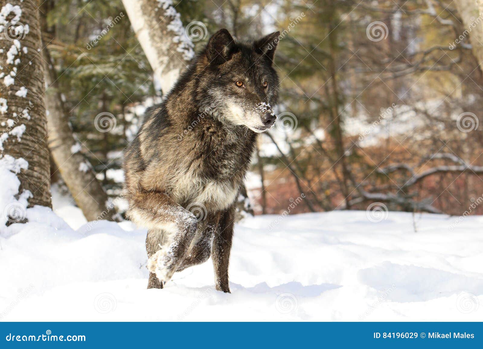 Intense Looking Black Timber Wolf Stock Image - Image of kill, majestic ...