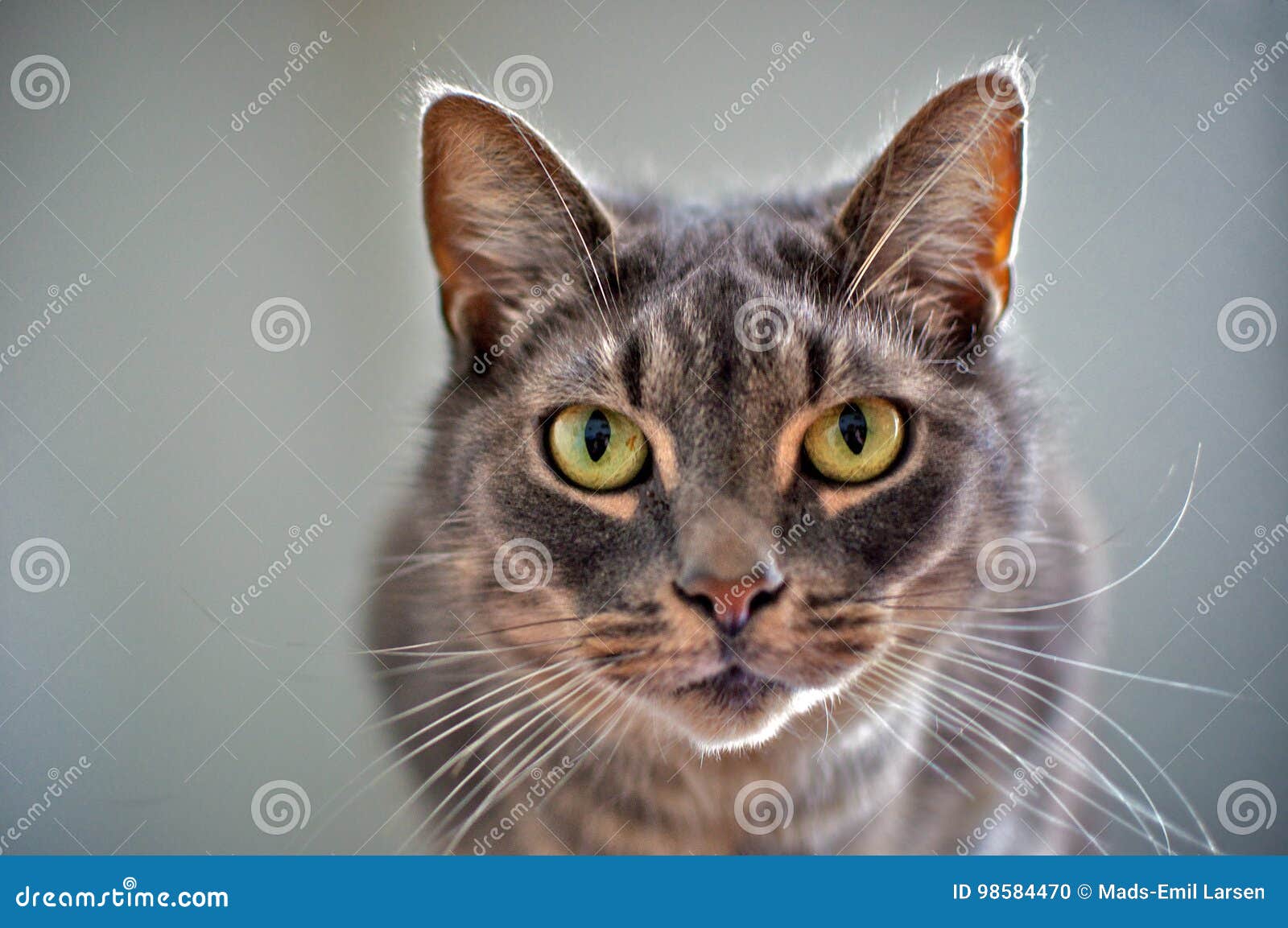 Intense looking cat stock photo. Image of looking, eyes - 98584470