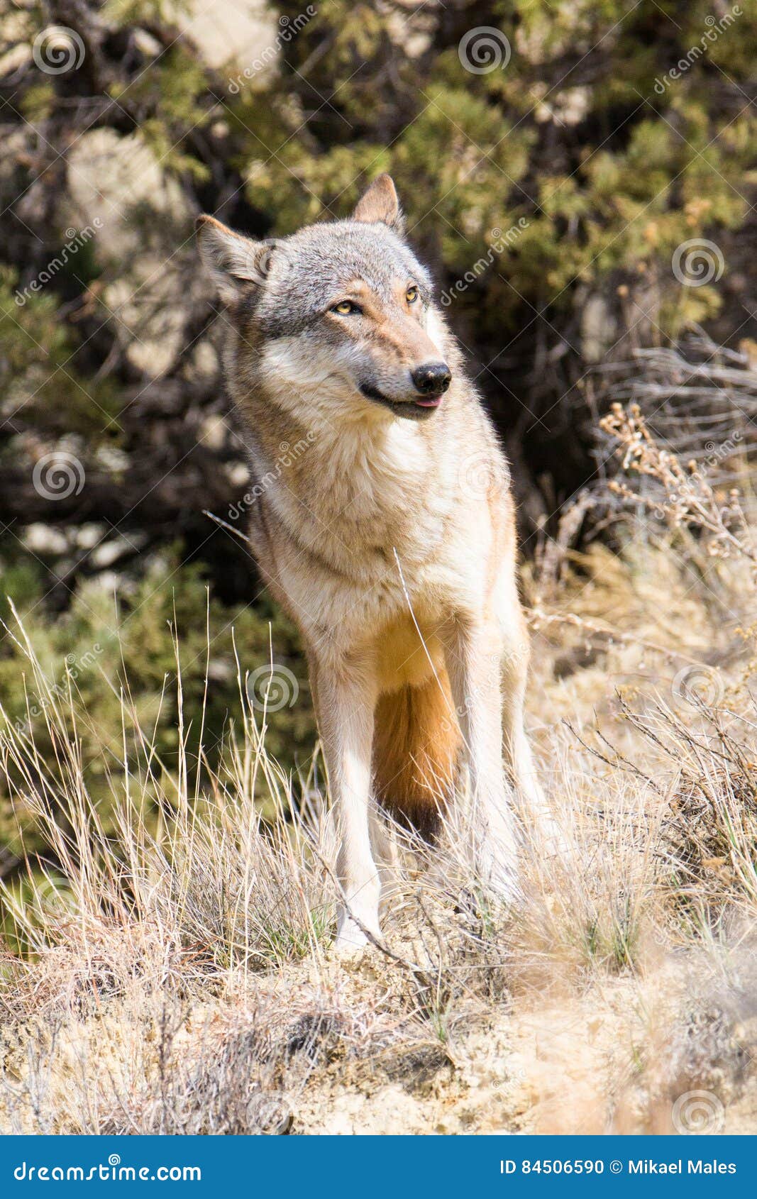 A Female Wolf Snaps At A Male Wolf And He Deftly Dodges A Bite. A Fight ...