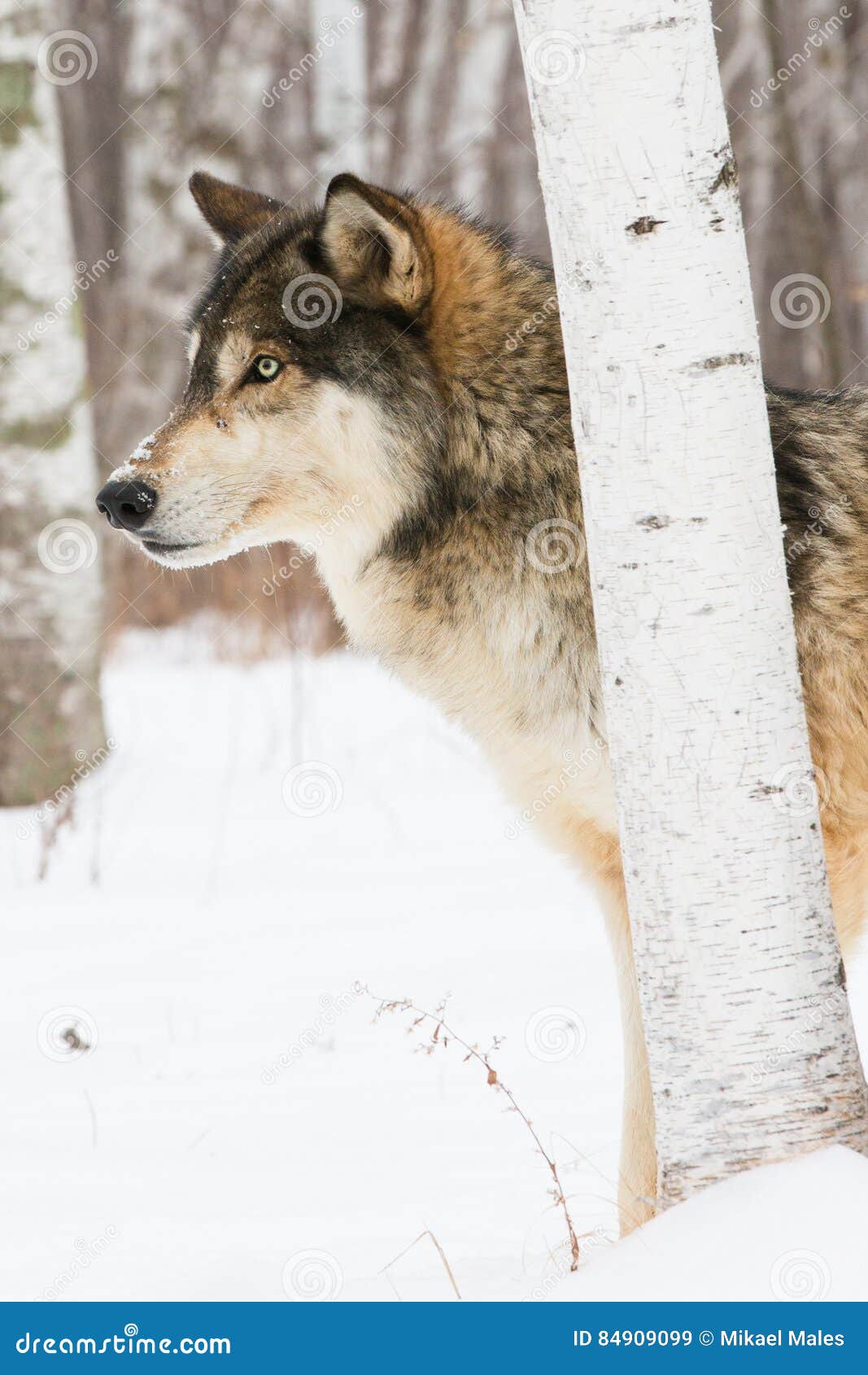 Intense Looking Timber Wolf Stock Image - Image of mountains, canine ...