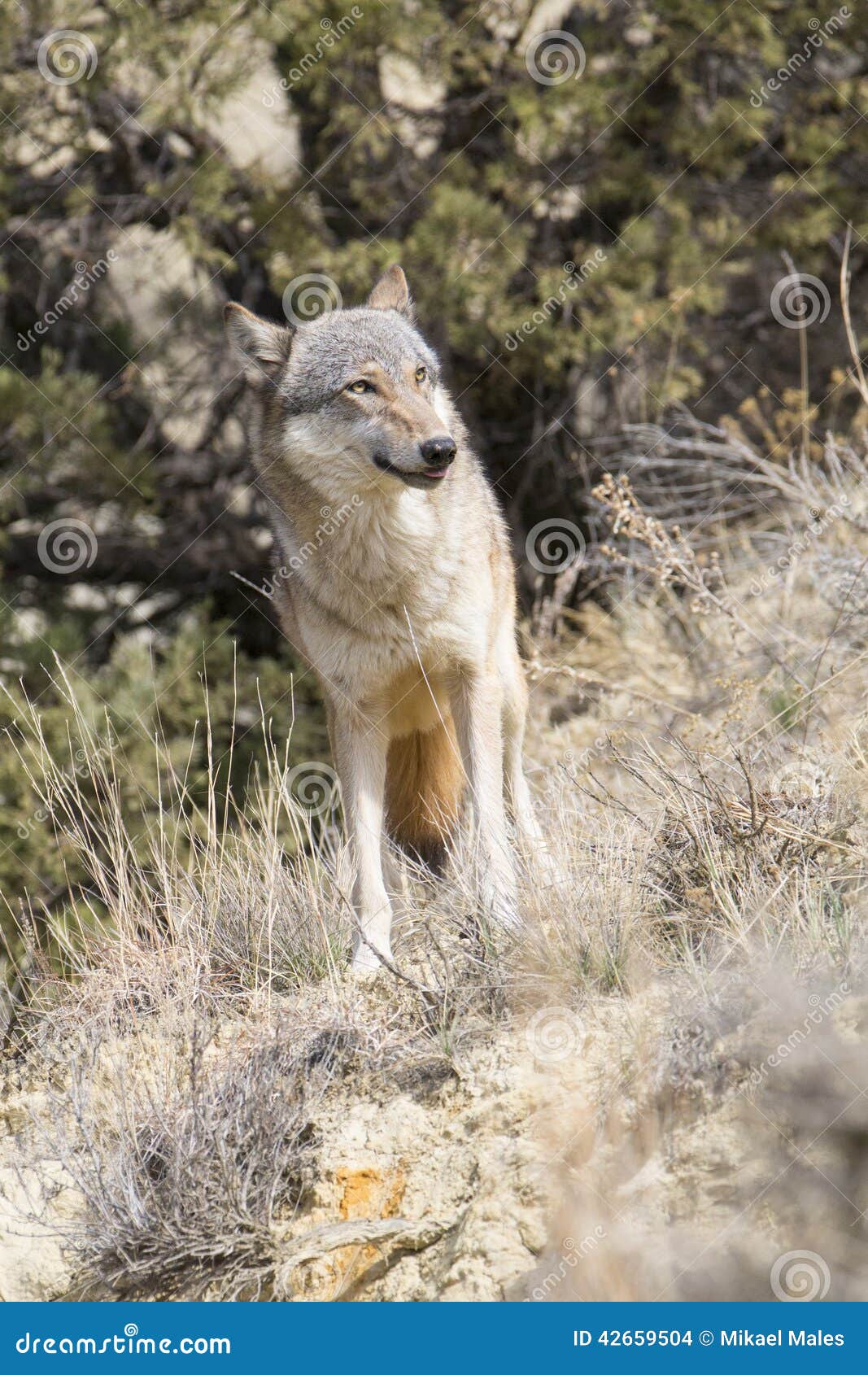 Intense Looking Wolf in Springtime Stock Photo - Image of mammals, baby ...