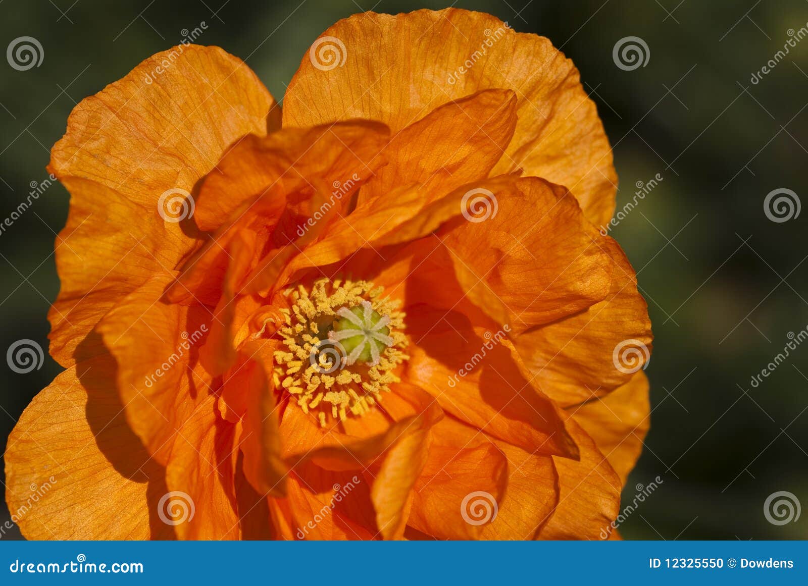 Intense Orange stock photo. Image of close, garden, delicate - 12325550