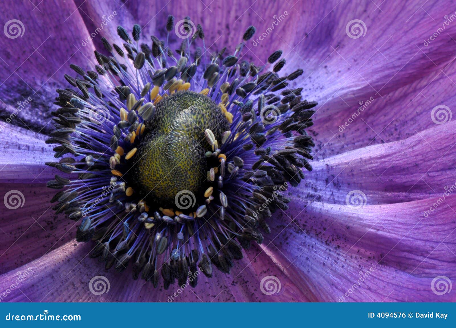Intense Purple stock photo. Image of pollinate, pollen - 4094576