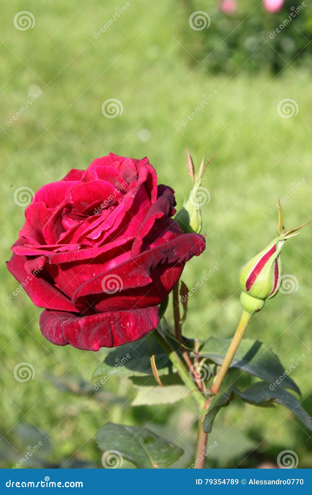 Intense red rose stock image. Image of colour, flora - 79354789