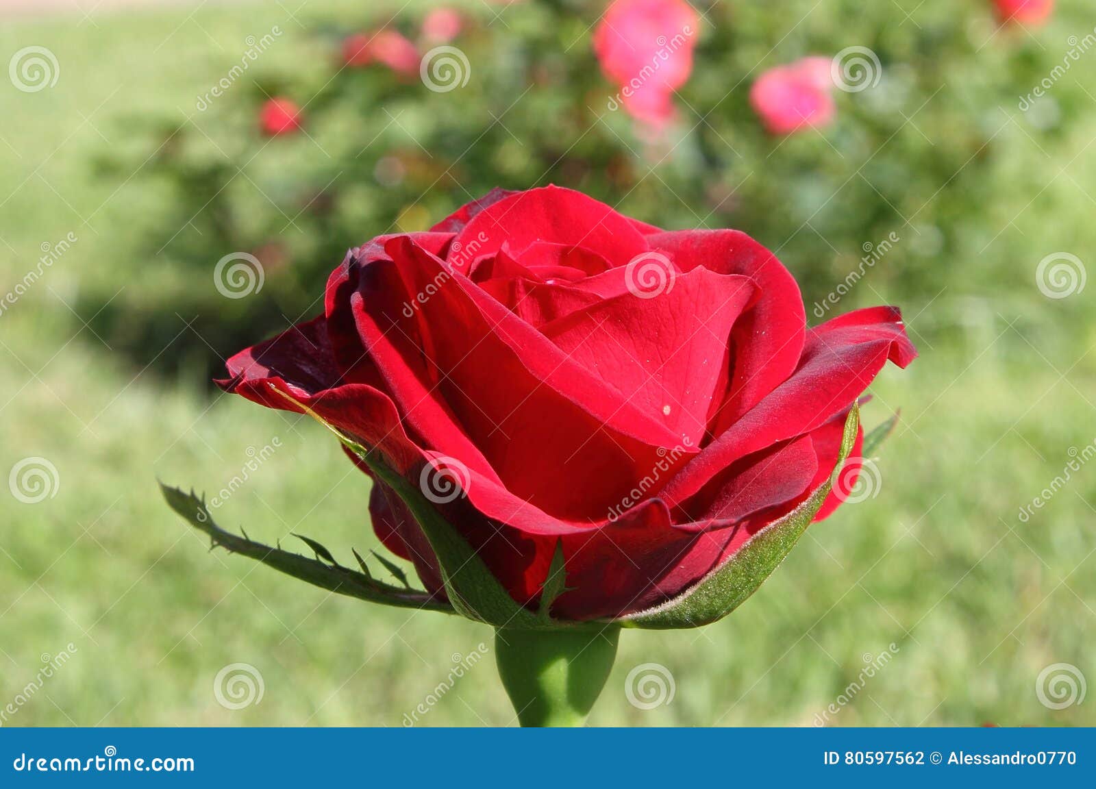 Intense red rose stock photo. Image of macro, flora, close - 80597562