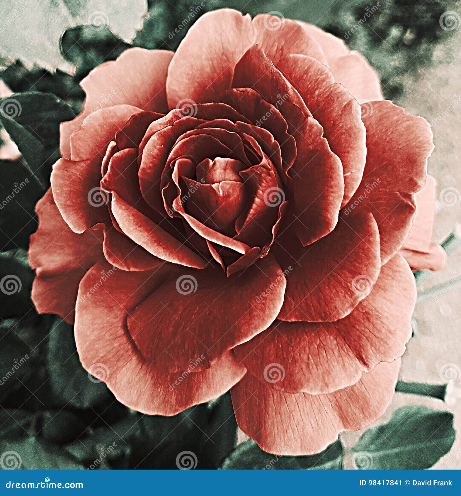 Intense Rose stock image. Image of retro, bloom, color - 98417841