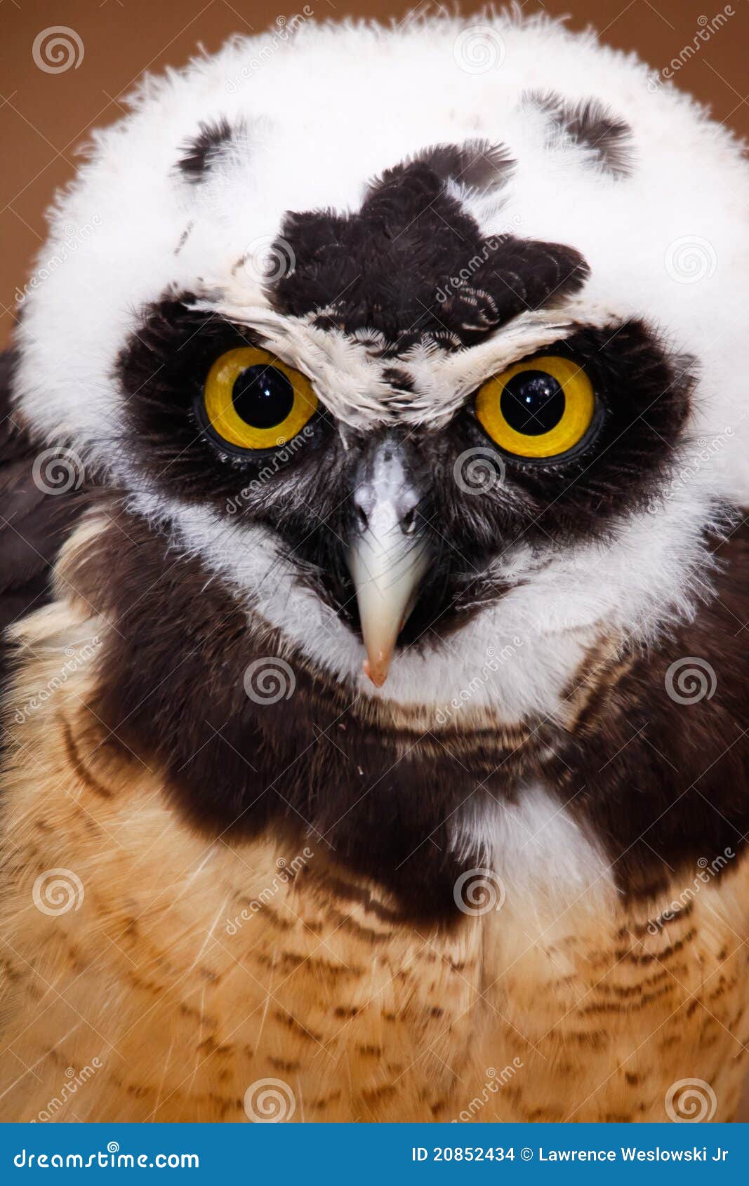 Intense Stare of a Spectacled Owl Stock Photo - Image of brown, bird ...