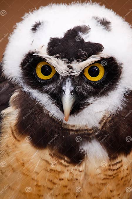 Intense Stare of a Spectacled Owl Stock Photo - Image of brown, bird ...