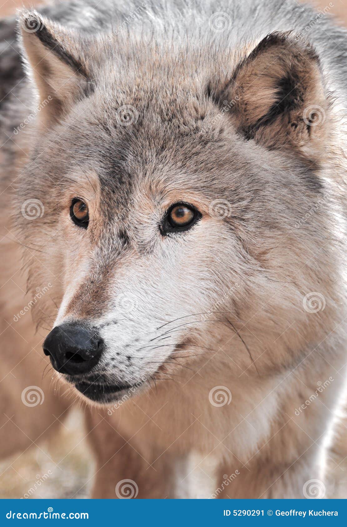 Timber Wolf Growling III Royalty-Free Stock Image | CartoonDealer.com ...