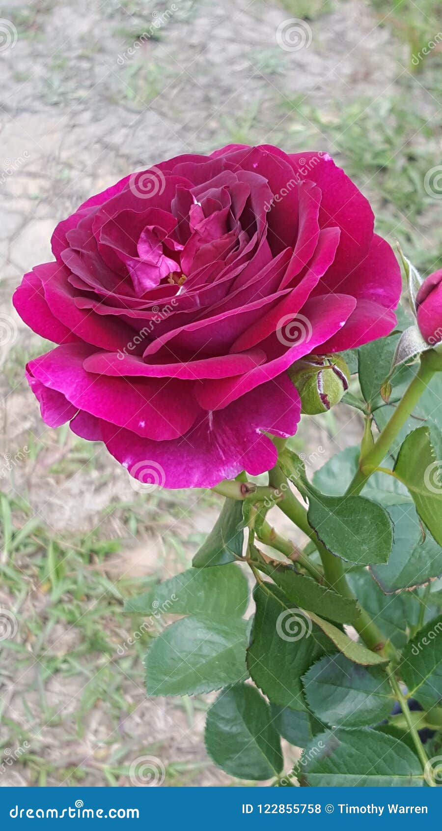 Burgundy Rose stock photo. Image of intense, unusual - 122855758