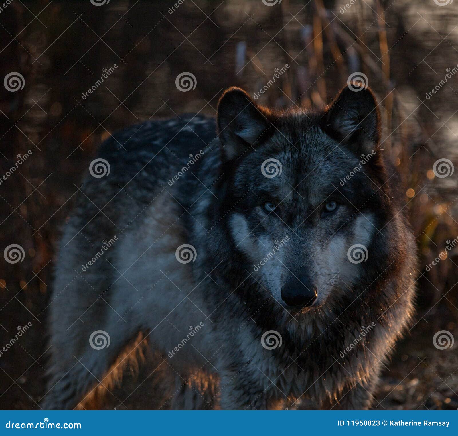 Intense Wolf in the Shadows Stock Image - Image of glare, muzzle: 11950823