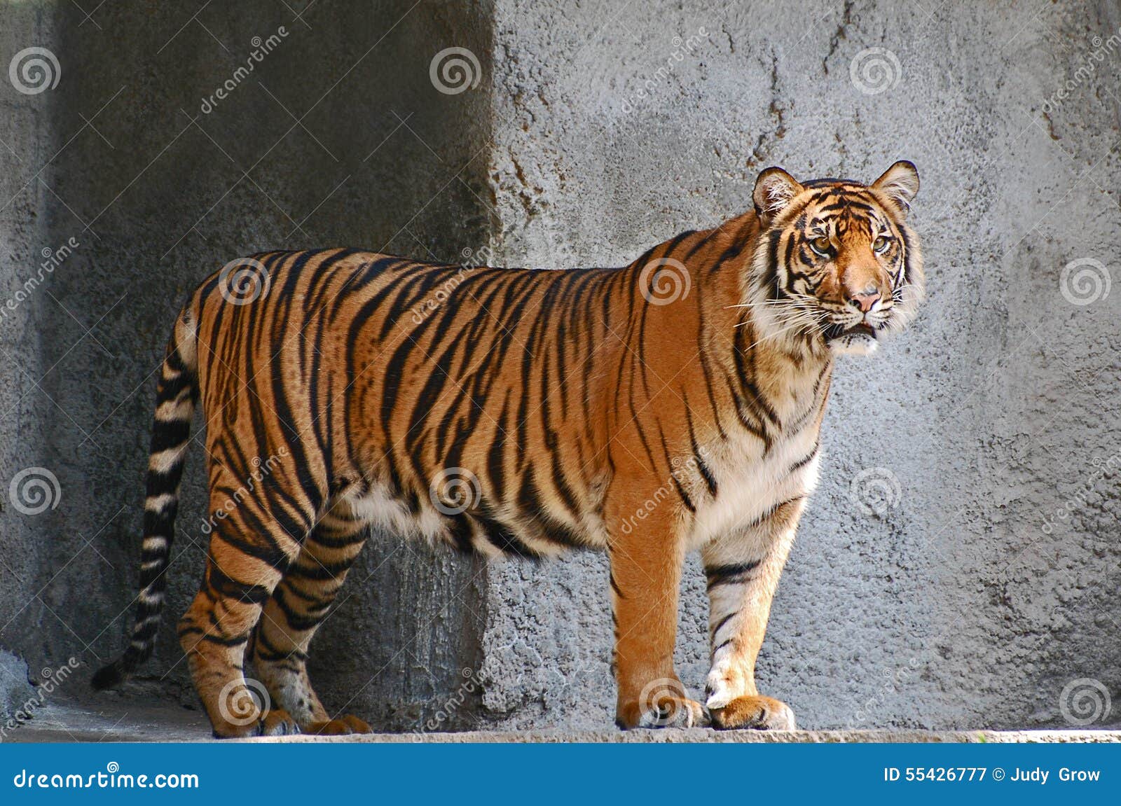Intensely watching tiger stock image. Image of distance - 55426777