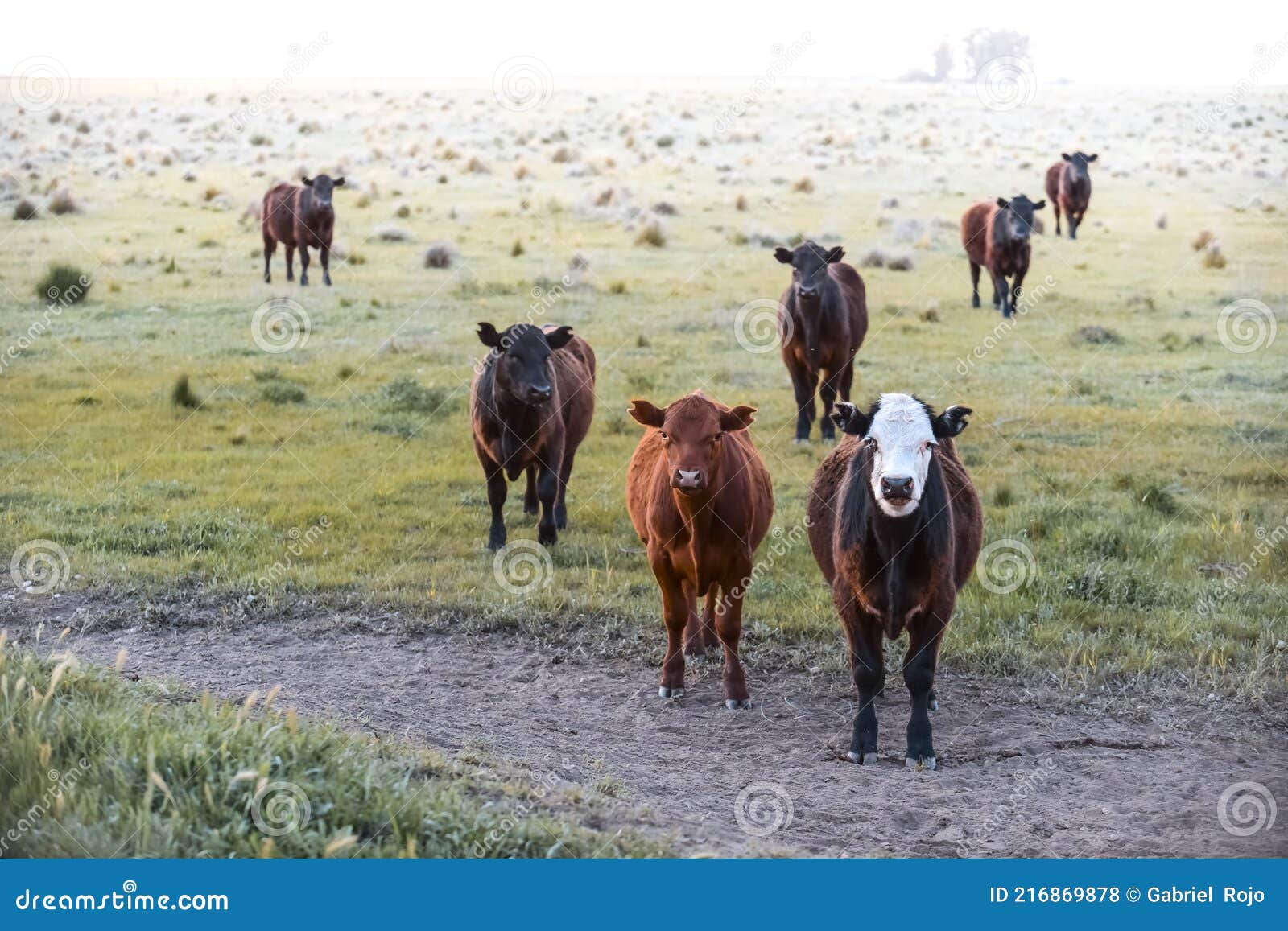 Intensive Breeding of Cows, Stock Photo - Image of cows, calf: 216869878