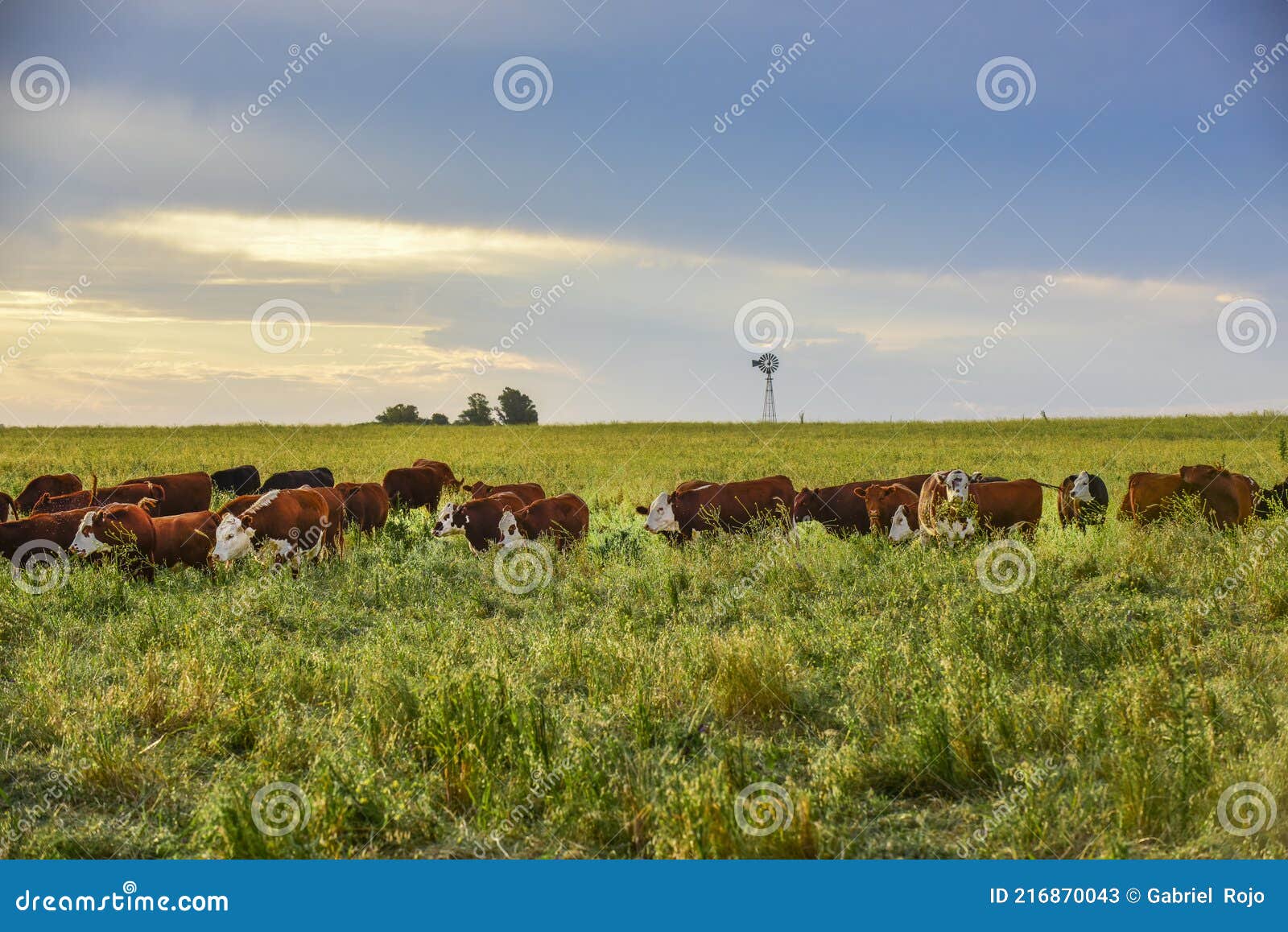 Intensive Breeding of Cows, Stock Image - Image of animal, farm: 216870043