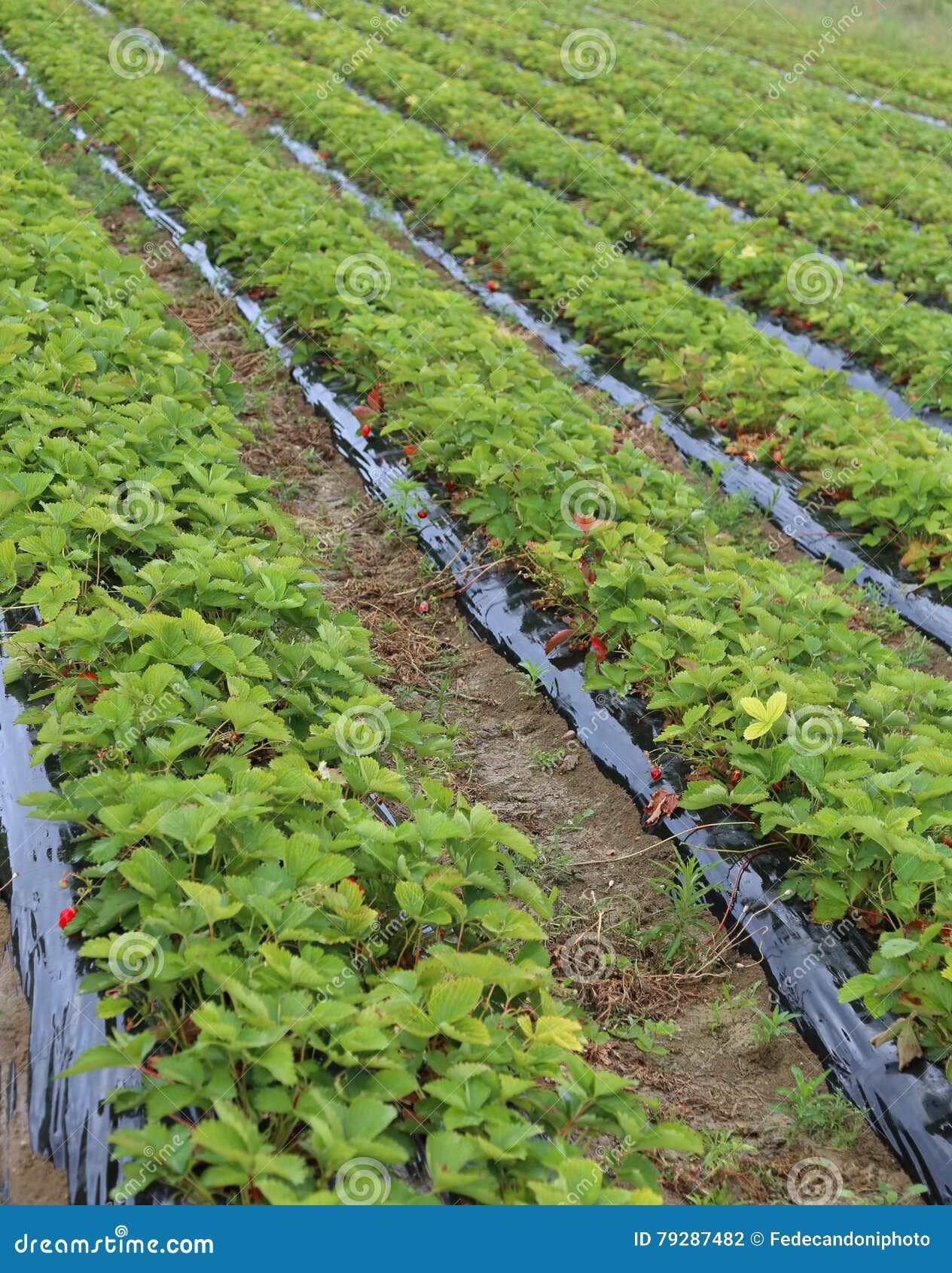 Intensive Cultivation in a Huge Field of Red Strawberries Stock Photo ...