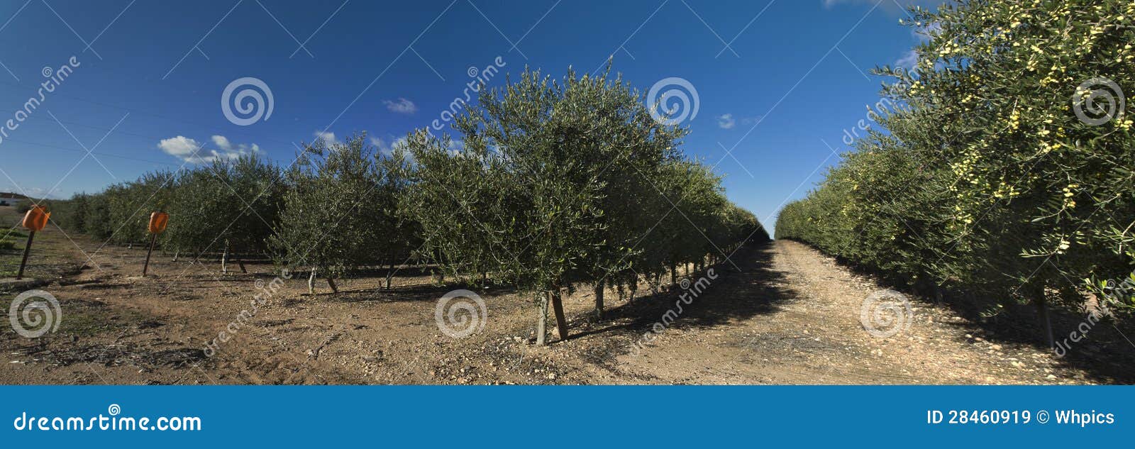 Intensive Cultivation of Olive Trees Stock Image - Image of panoramic ...