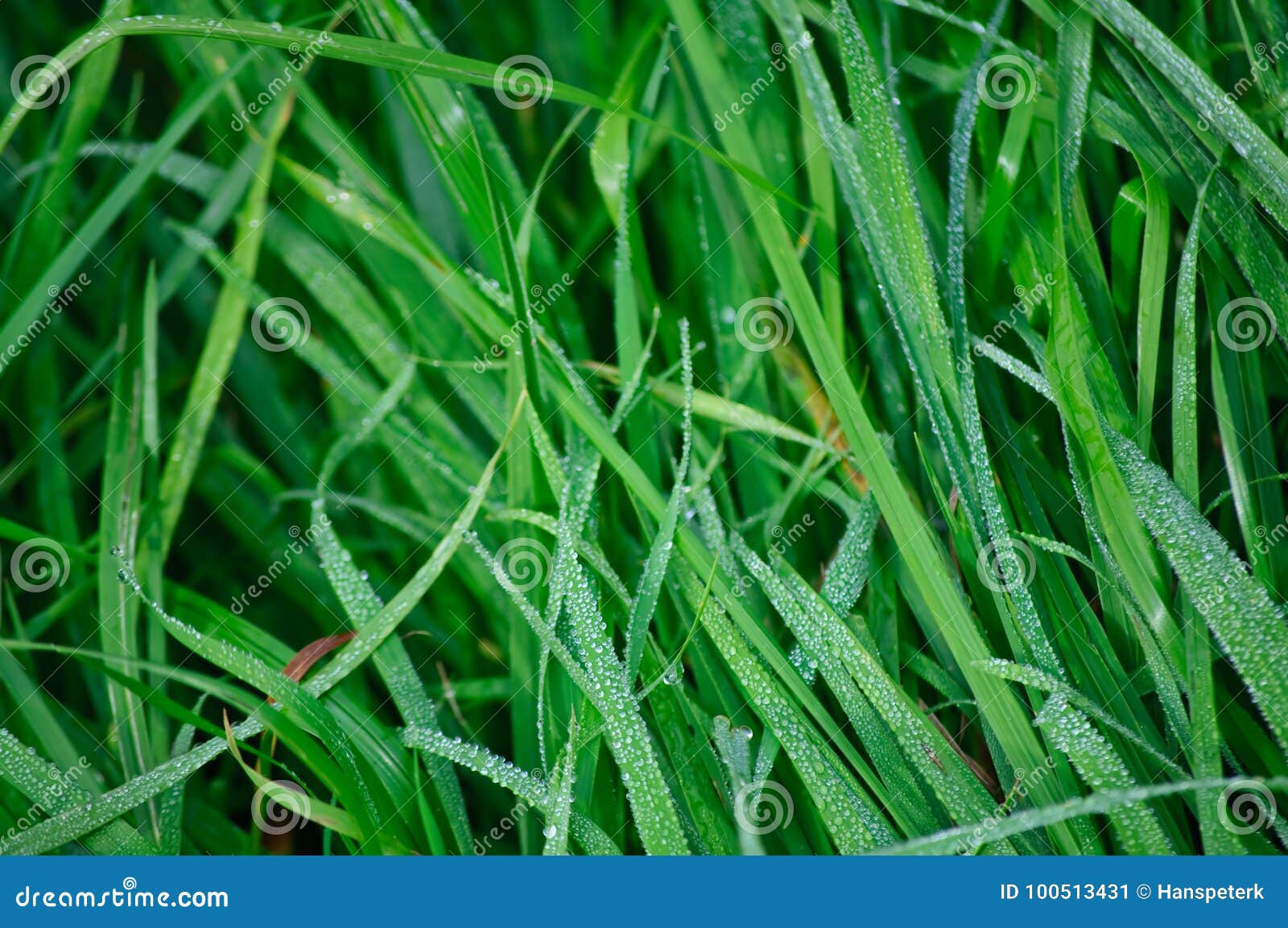 Intensive Green, Fresh Grasses Stock Image - Image of fresh, grass ...