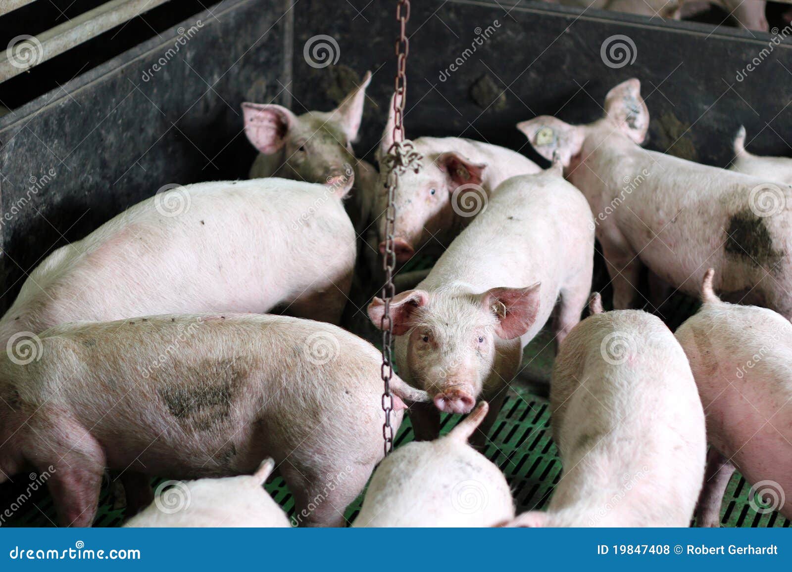 Intensive Pig Farming stock photo. Image of healthy, animal - 19847408