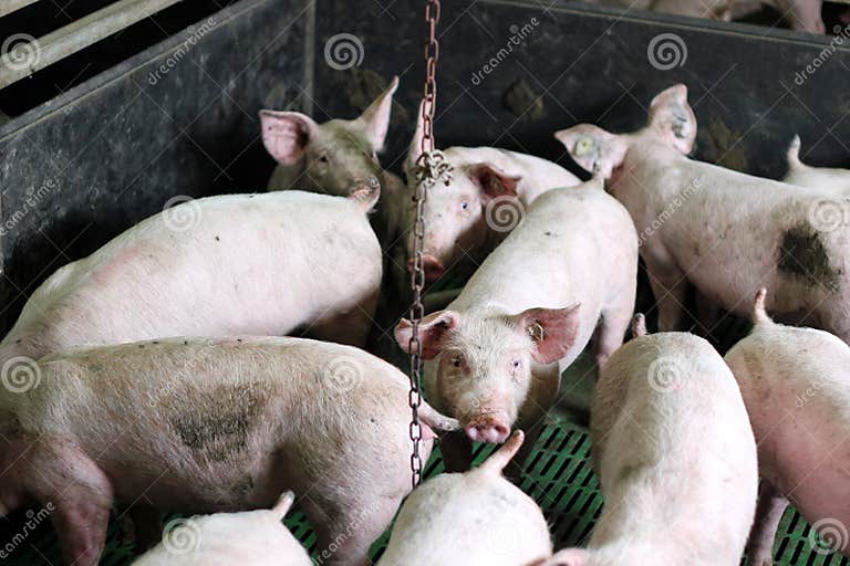 Intensive Pig Farming stock photo. Image of healthy, animal - 19847408