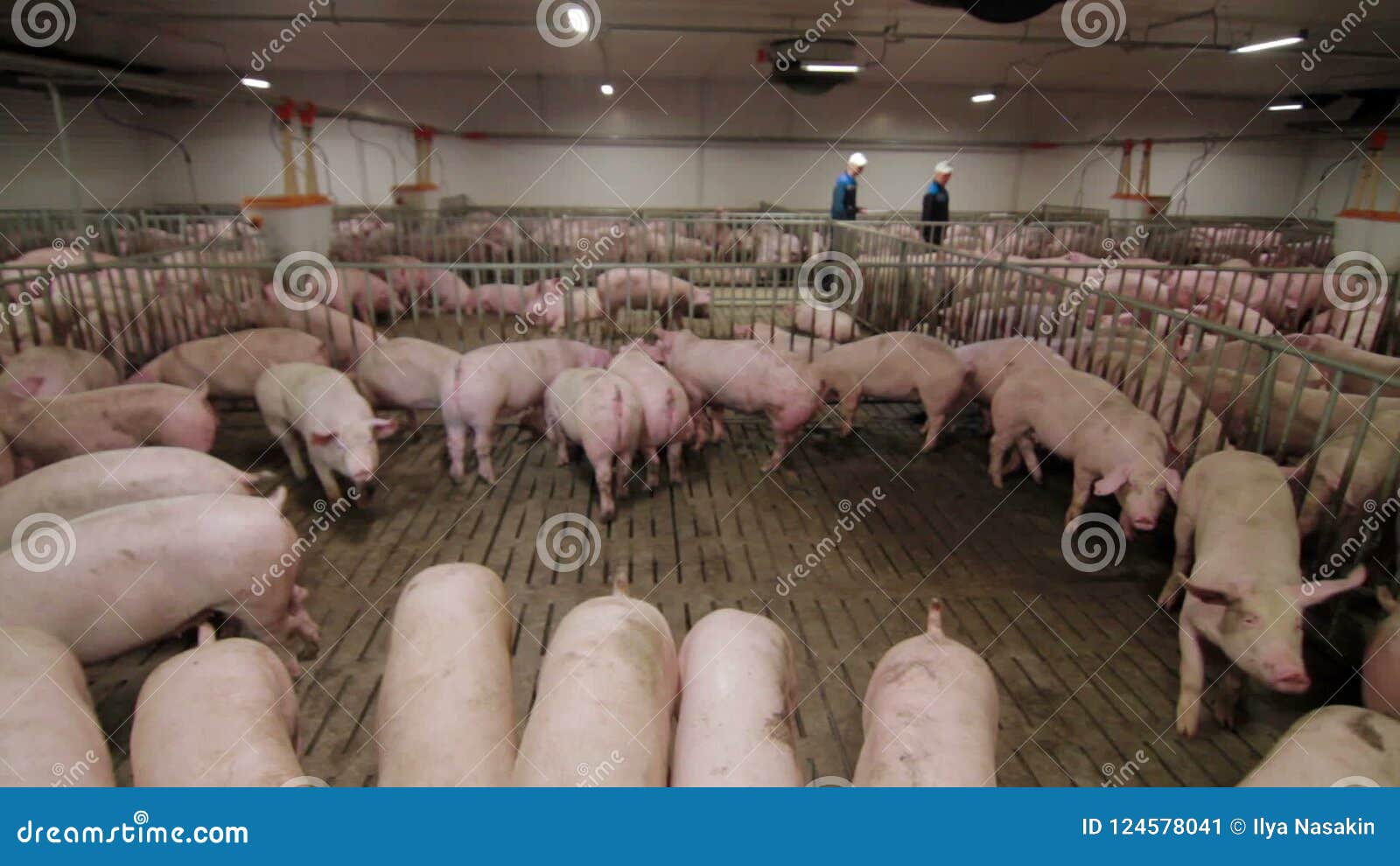 Intensive Farming Pigs
