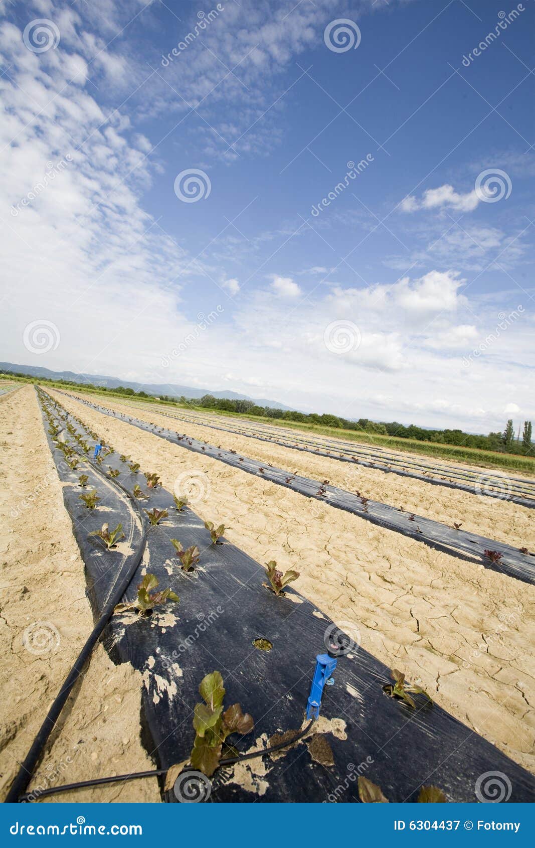 Intensive Crop Farming