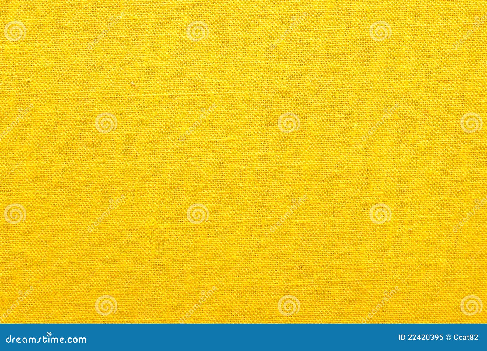 Intensive Yellow Flower Of The Ranunculus Buttercups Royalty-Free Stock ...