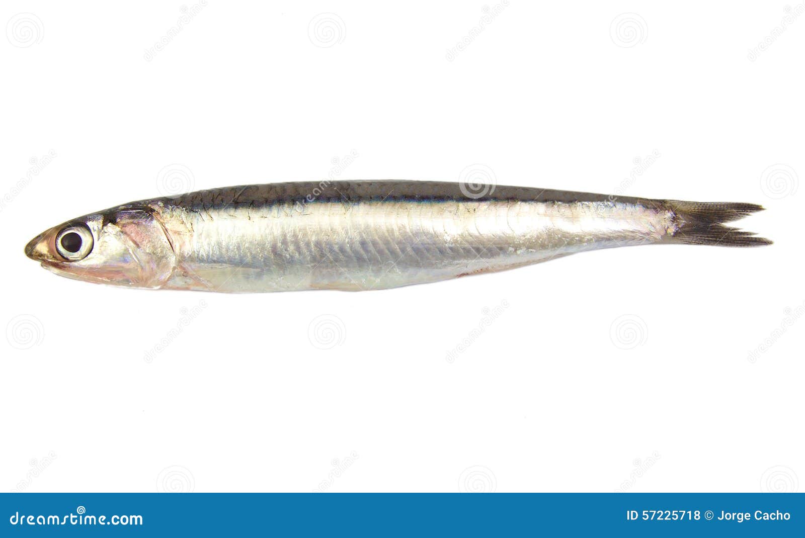 Intera Singola Acciuga Europea Cruda Fresca Isolata Fotografia Stock ...