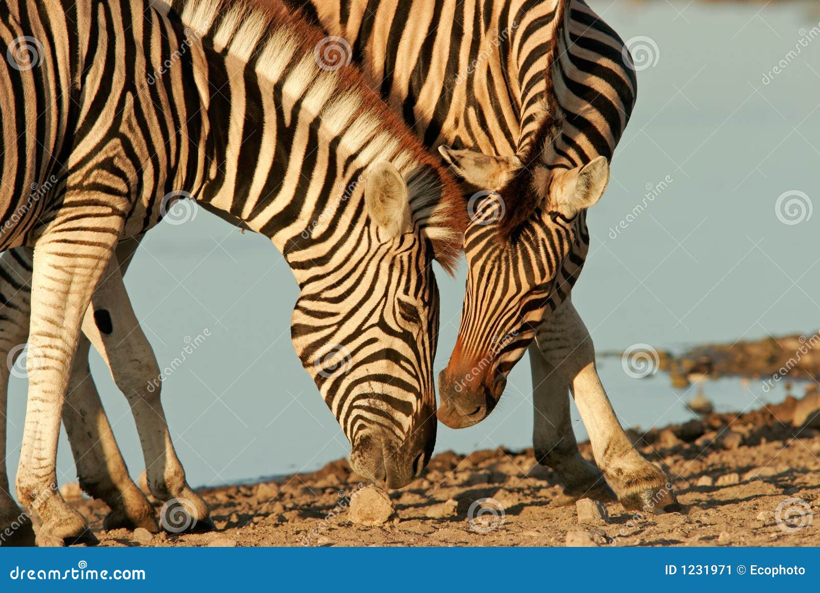 Interacting Zebras stock image. Image of natural, touch - 1231971
