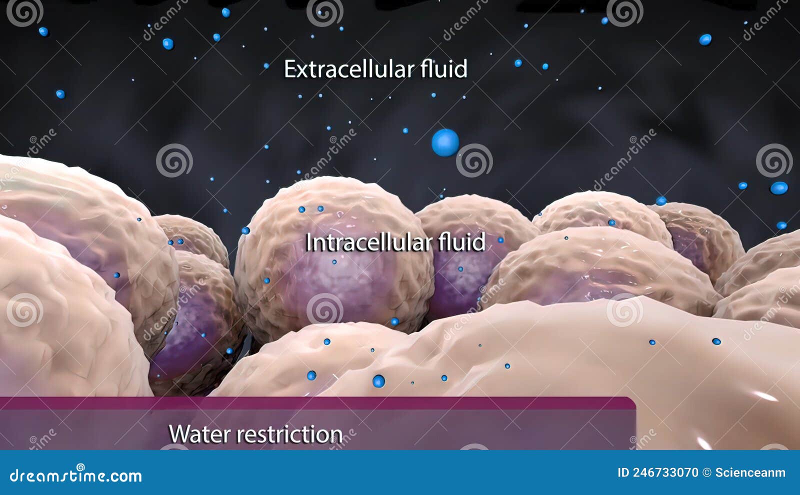 Interaction of Cells with Water Stock Illustration - Illustration of ...