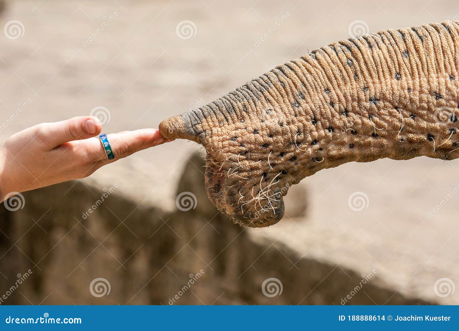 Interaction between Human and Animal Stock Photo - Image of animal ...