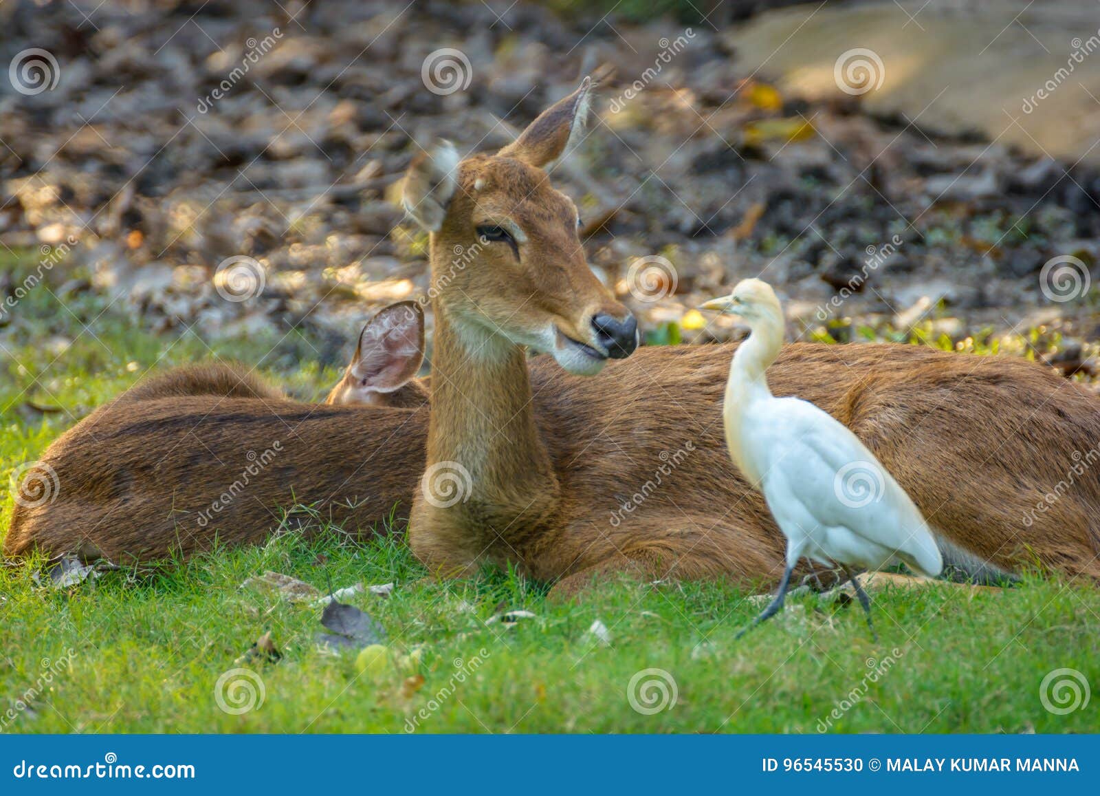 Interaction stock photo. Image of talk, animal, facetoface - 96545530
