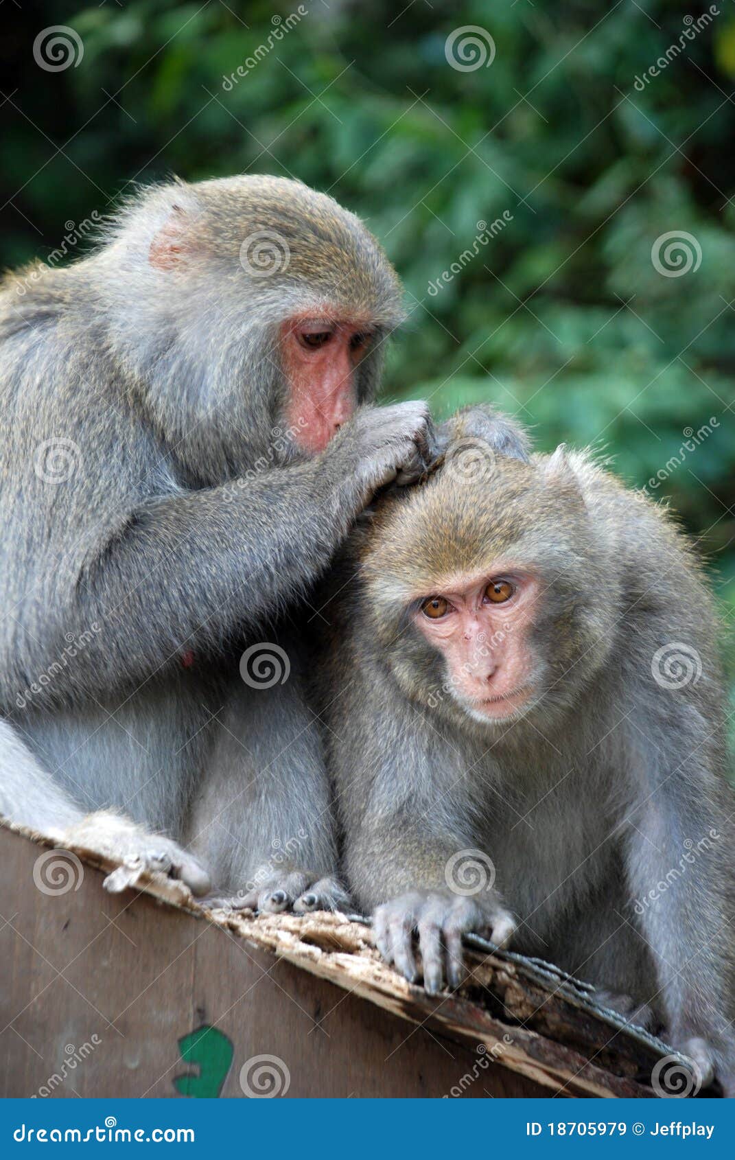 Interaction of Two Monkeys Grooming Stock Image - Image of forest ...