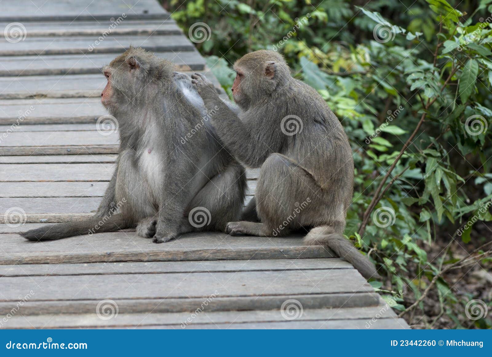 Interaction of Two Monkeys Grooming Stock Photo - Image of interaction ...