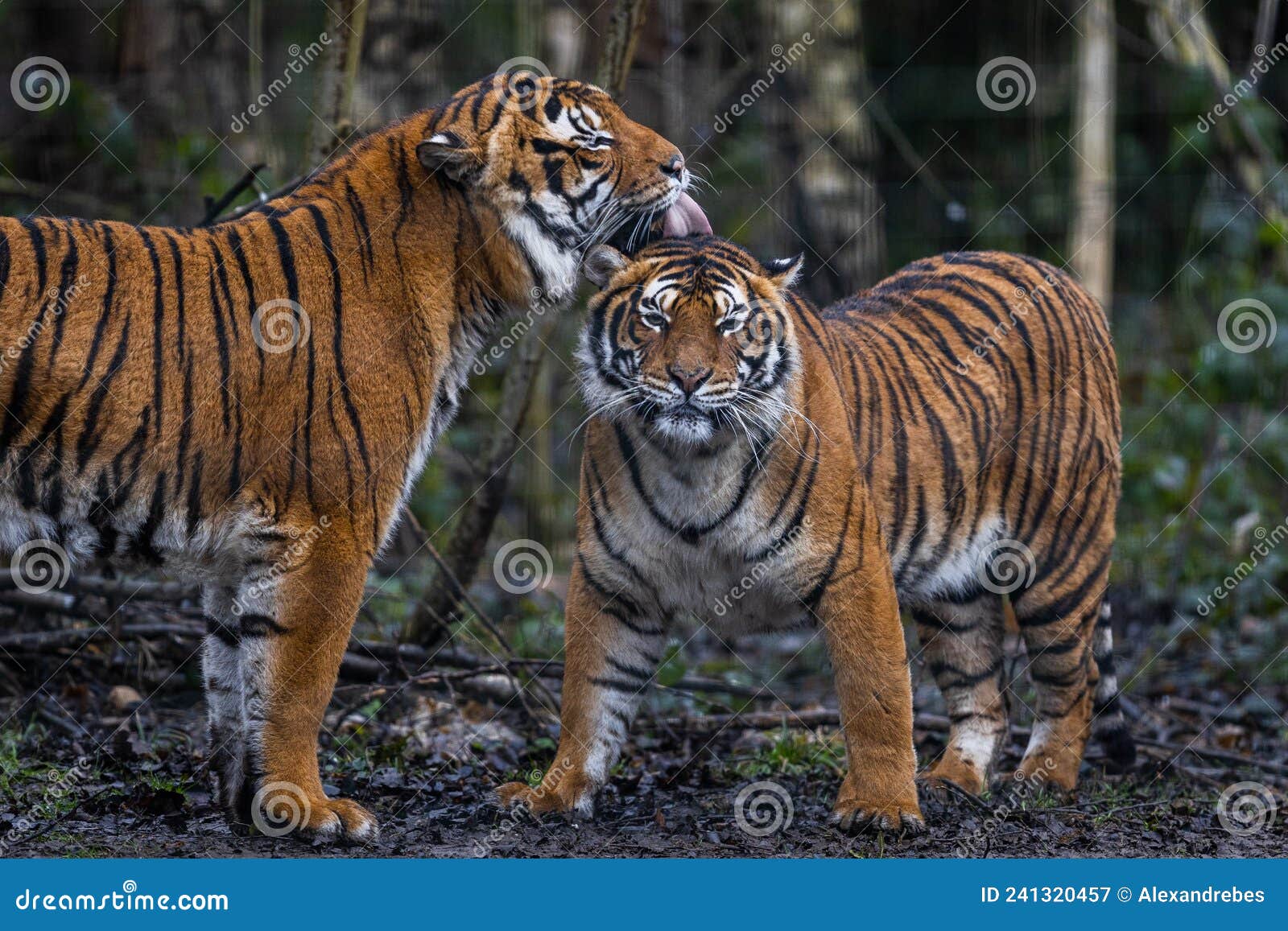Interaction between Two Tigers in the Forest Stock Image - Image of ...