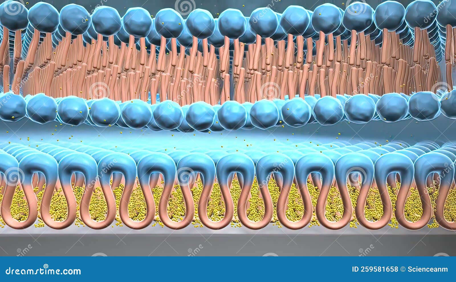 Interactions of Synthetic Polymers with Cell Membranes and Model ... Interactions of Synthetic Polymers with Cell Membranes and Model ...