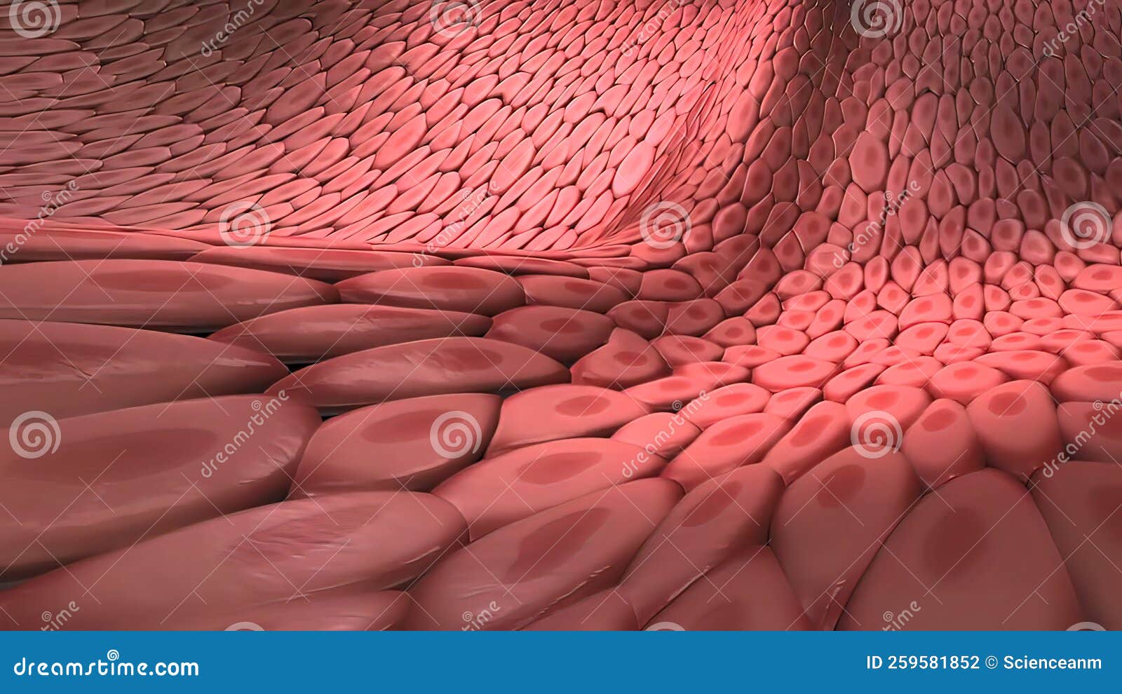 Interactions of Synthetic Polymers with Cell Membranes and Model ...