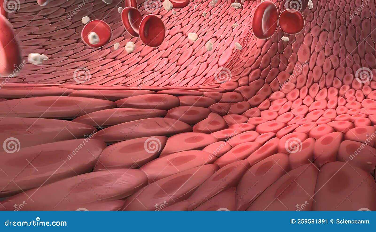 Interactions of Synthetic Polymers with Cell Membranes and Model ... Interactions of Synthetic Polymers with Cell Membranes and Model ...