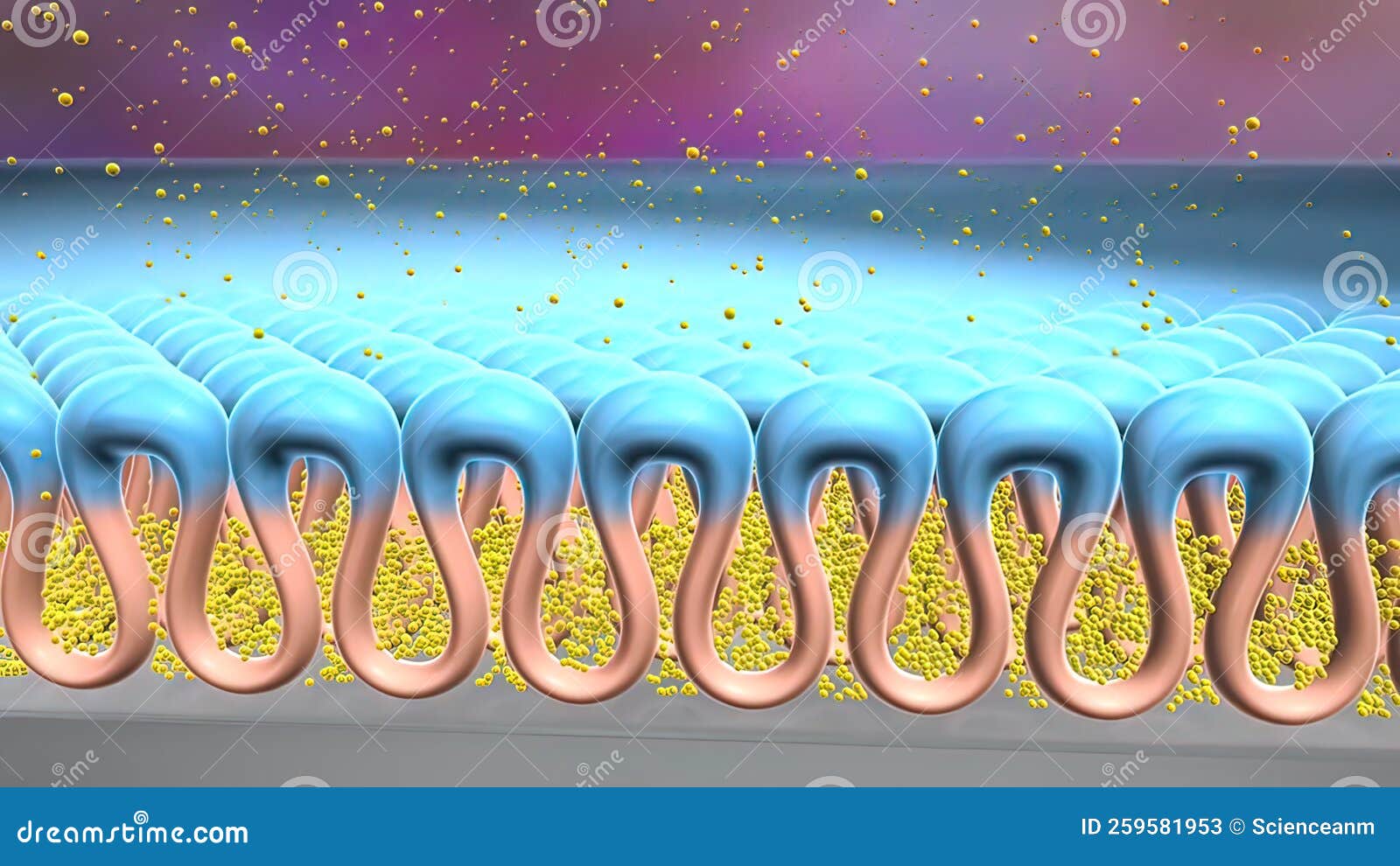 Interactions of Synthetic Polymers with Cell Membranes and Model ...